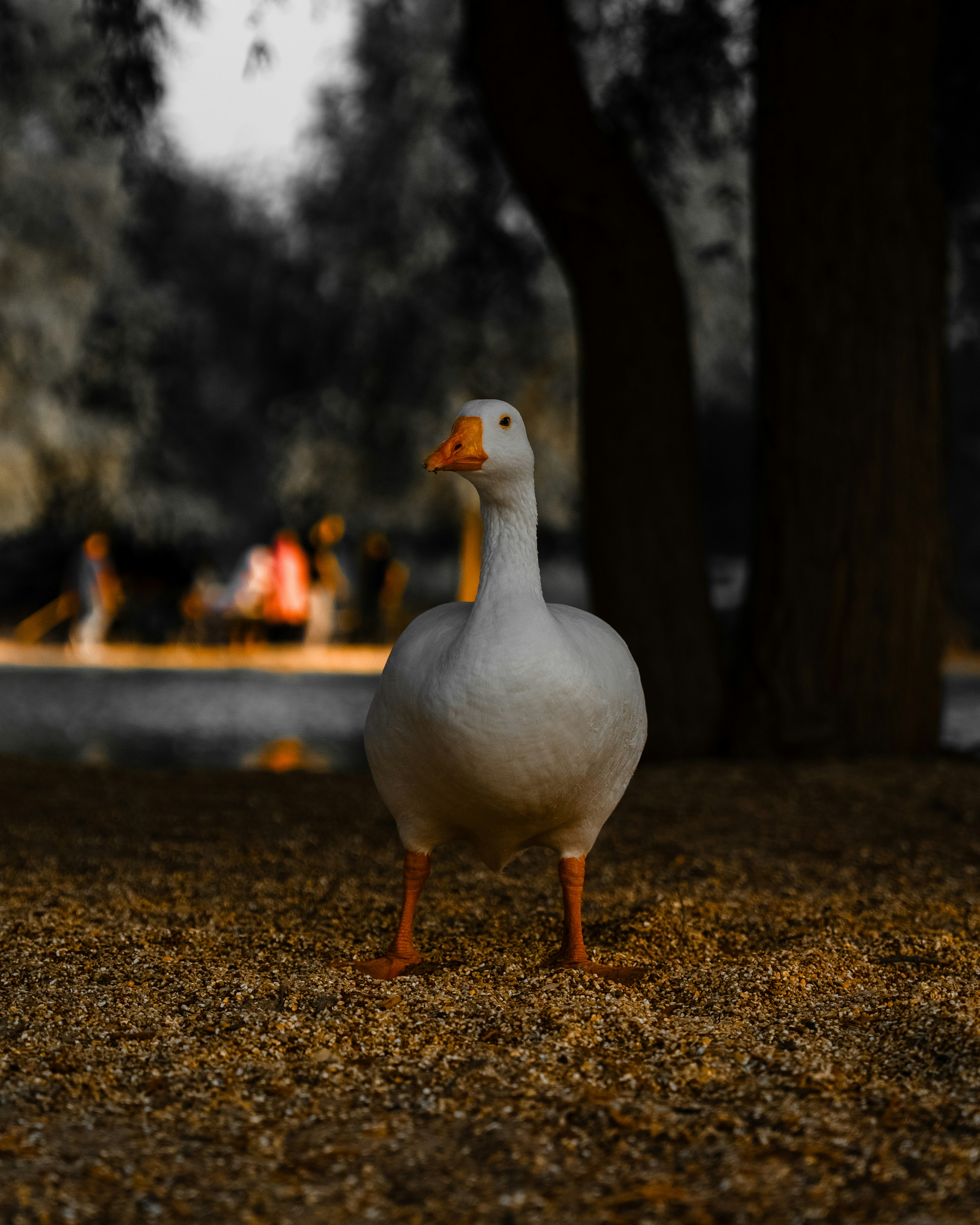 The Plucky Goose in Nature's Embrace