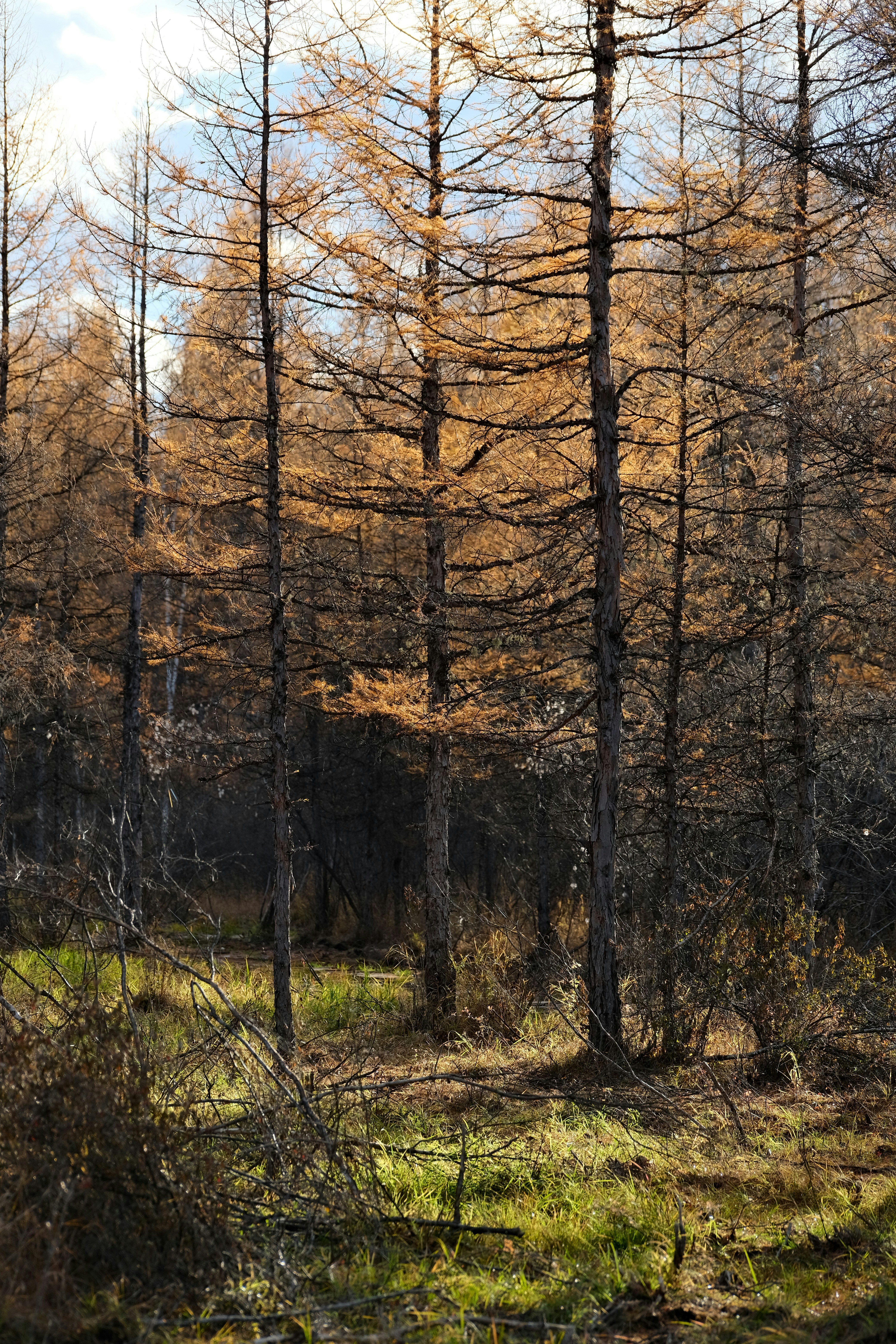 Golden-brown autumn larch trees stand tall in a sun-dappled forest with patches of green grass below. | Tall trees with golden autumn foliage in a forest