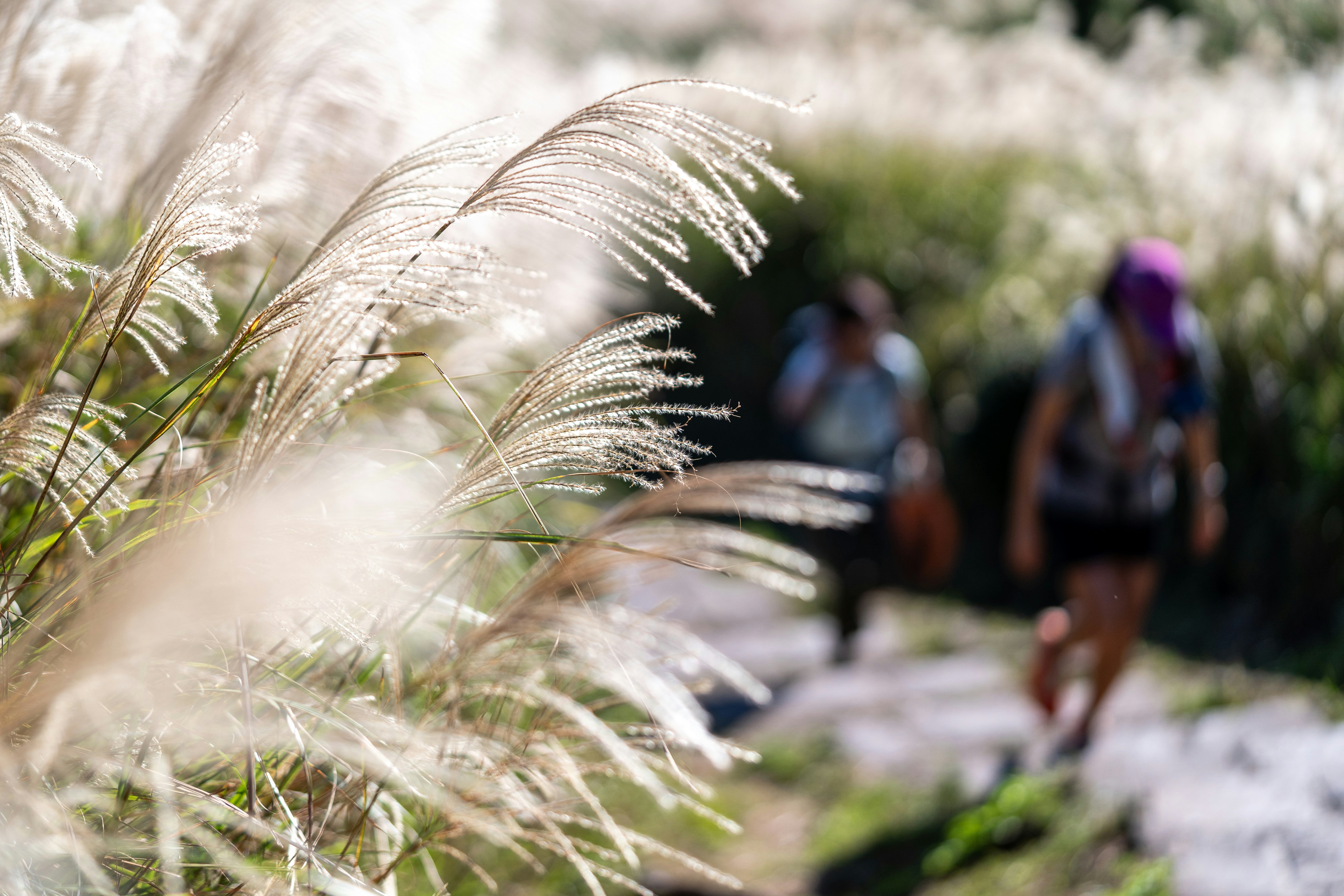Whispers of Nature: A Journey Through Golden Grasses