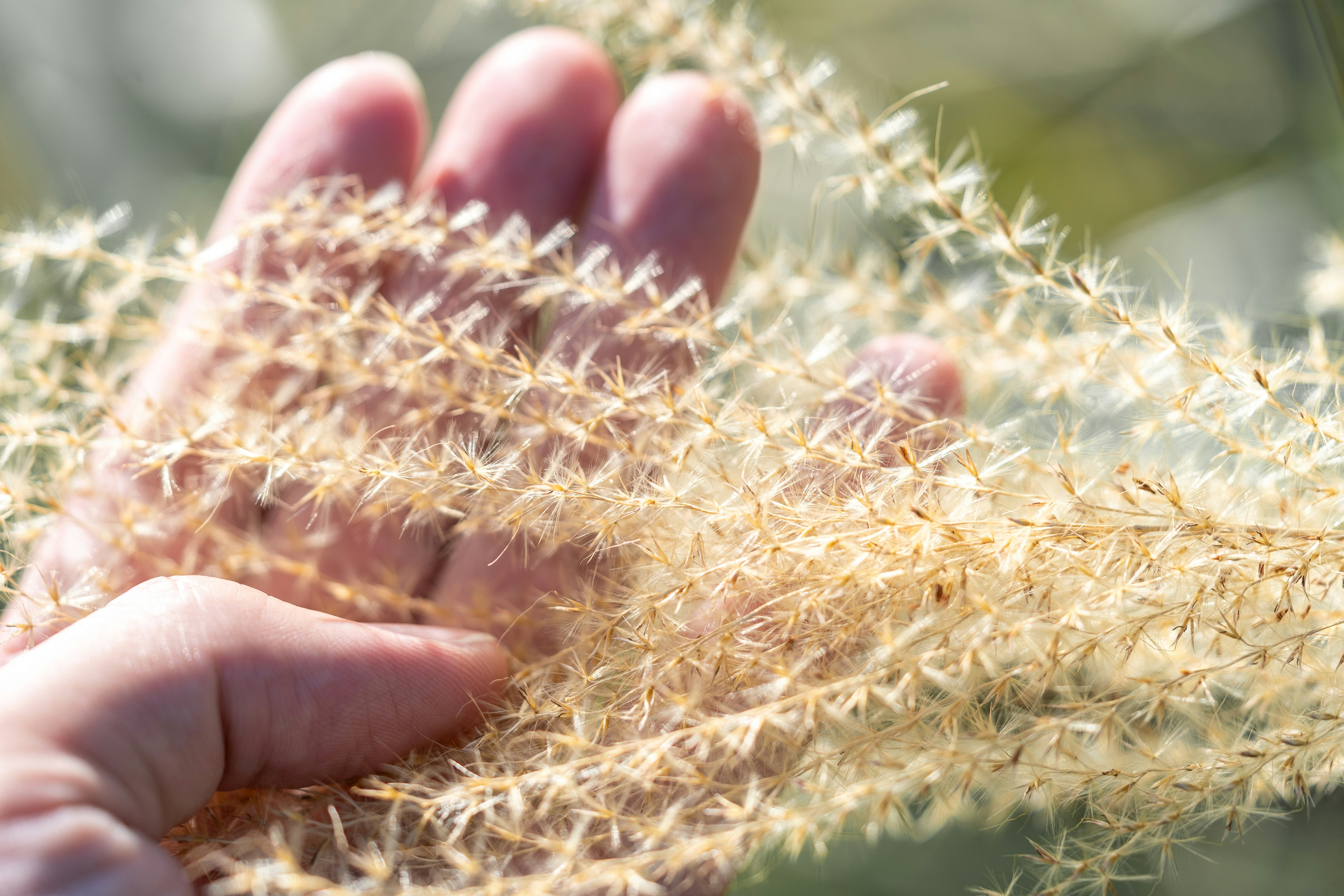Whispers of Nature: Touching the Golden Grasses