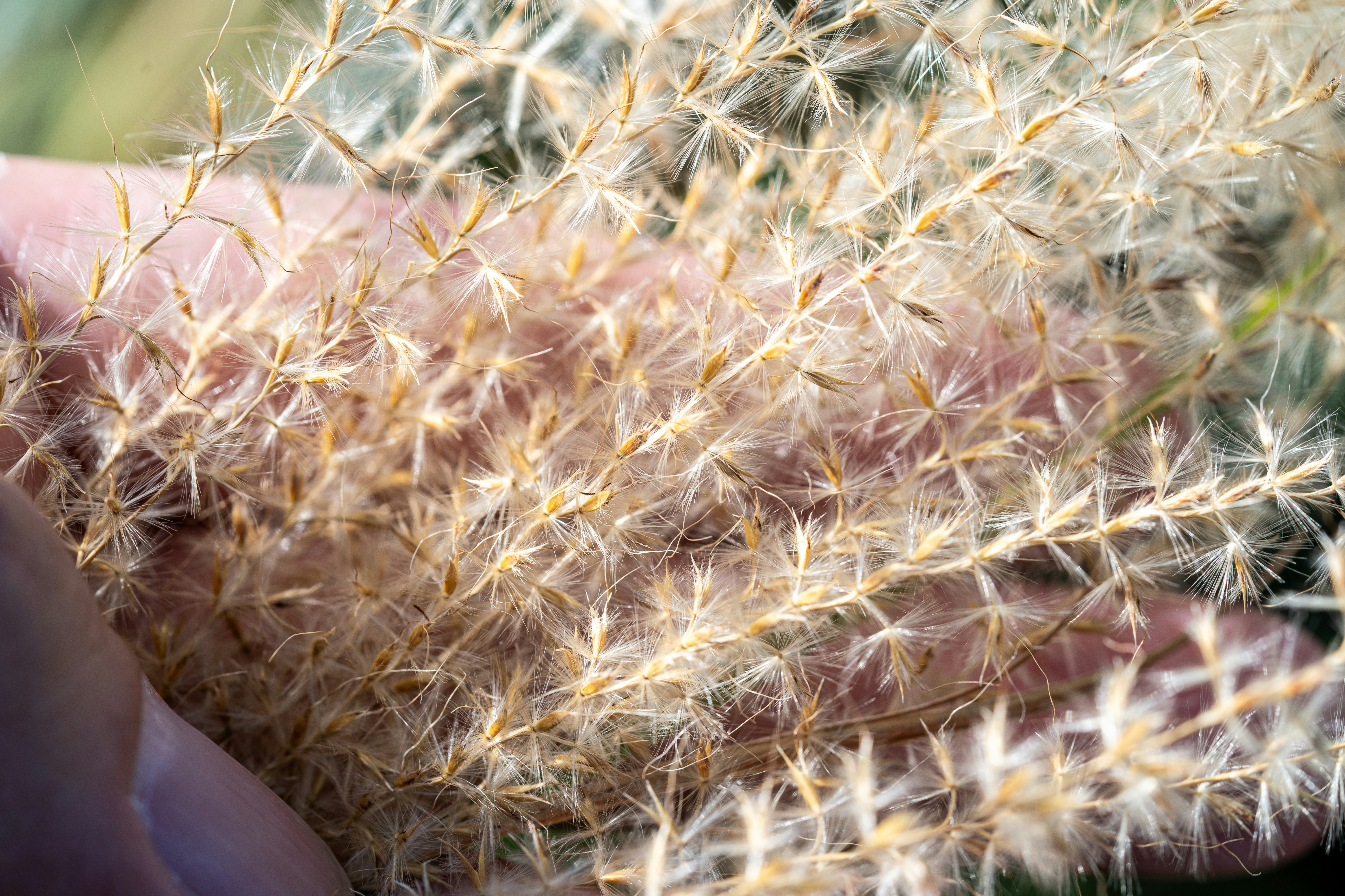It turns out that when Miscanthus blooms, there are many flower spikes on a large inflorescence, and the fine hairs radiate like charming fireworks. | Close-up of dry grass seed heads held in hand