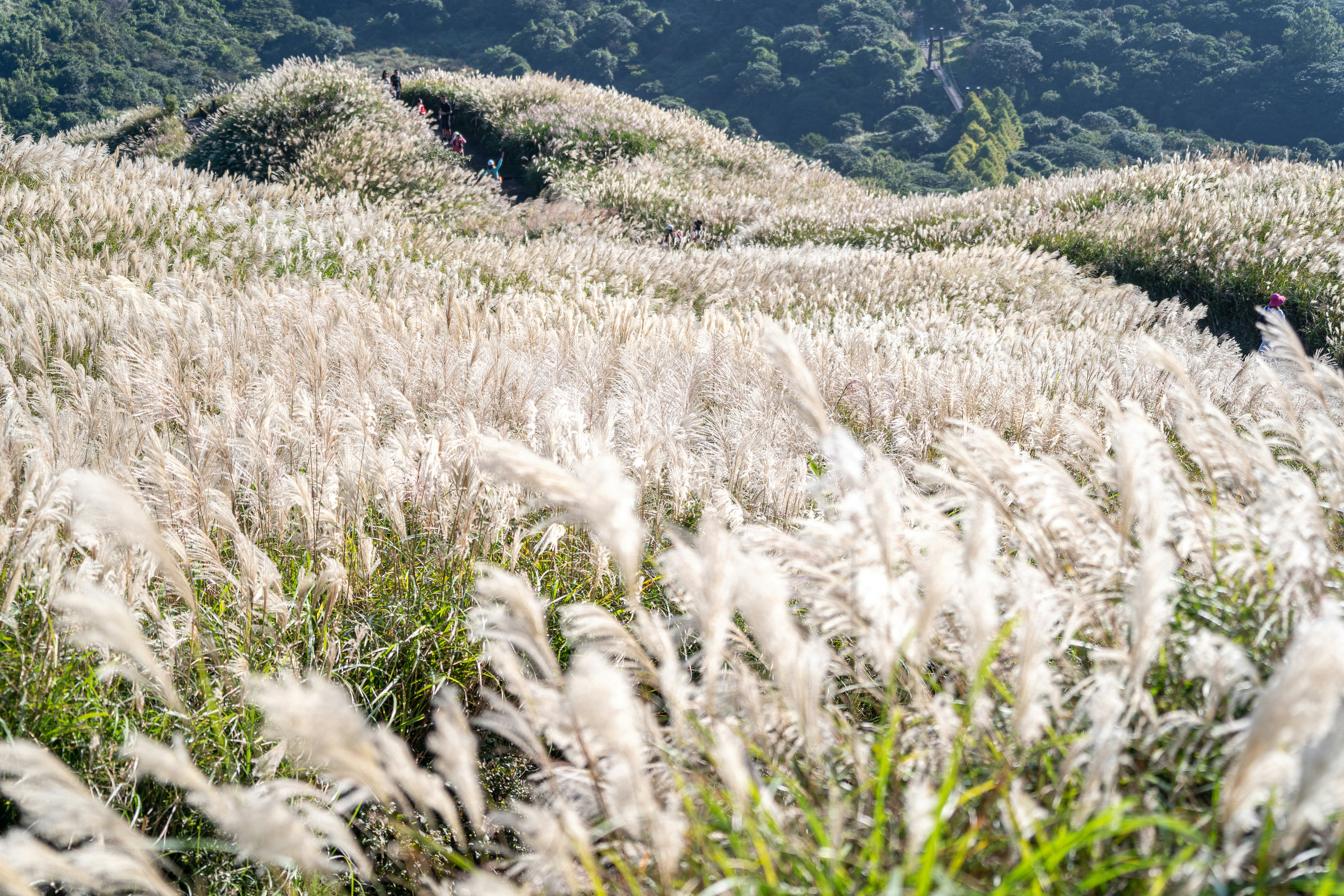 Whispers of the Wind: A Sea of Pampas Grass