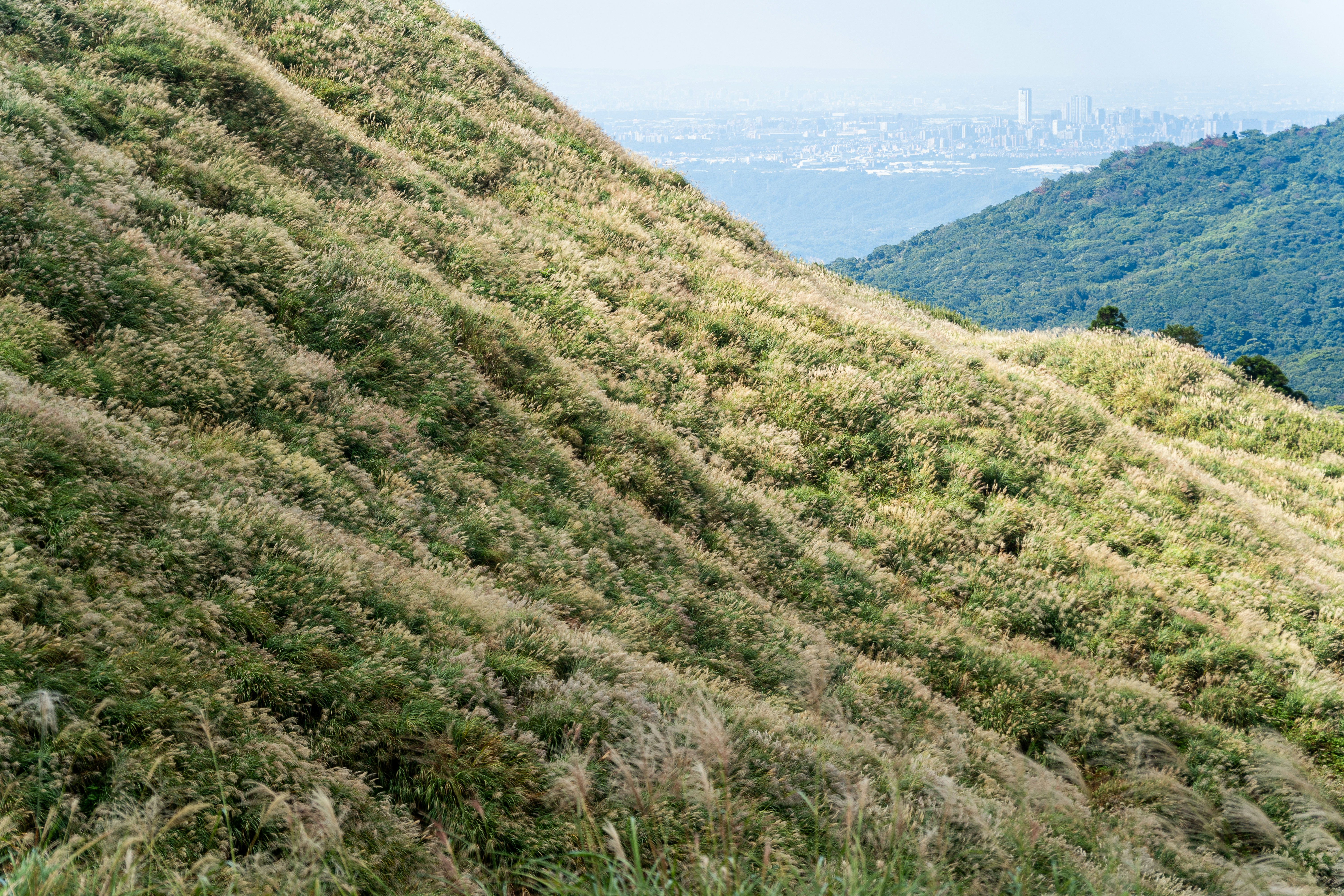 Grassy hillside overlooking a distant city and ocean