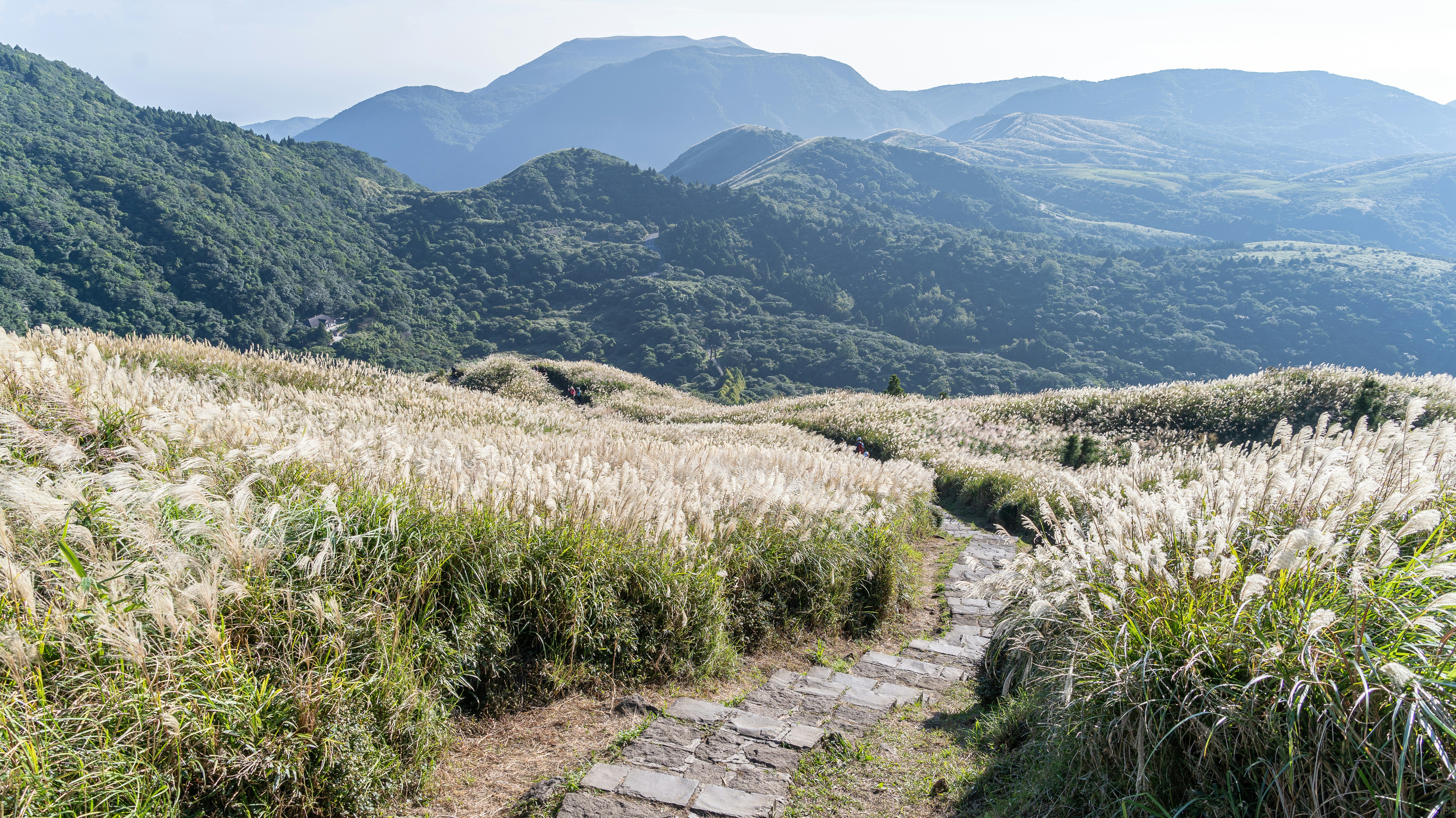 Whispers of the Wind: A Journey Through Nature's Canvas