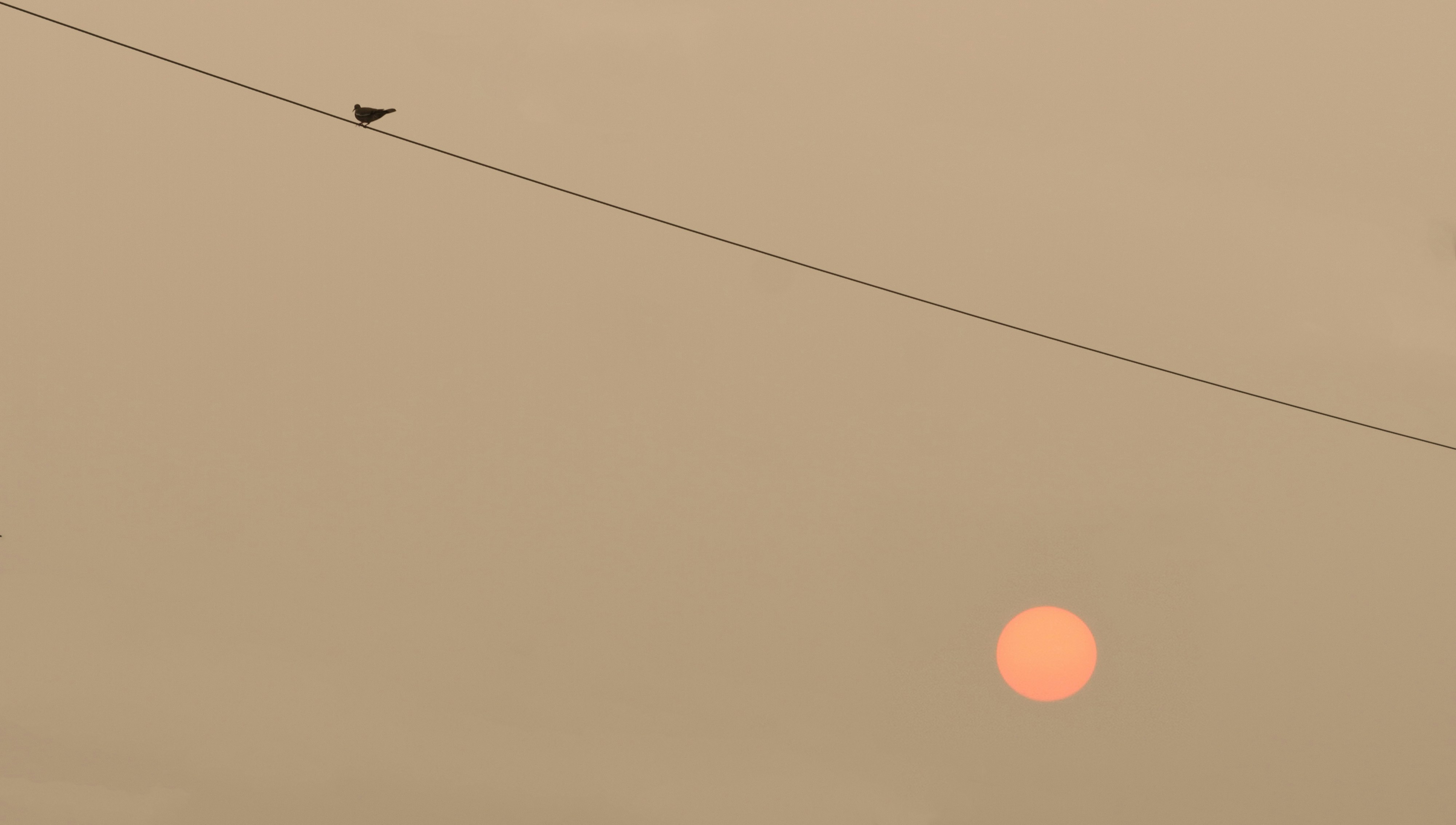 Silhouetted Solitude: A Bird's Evening Watch