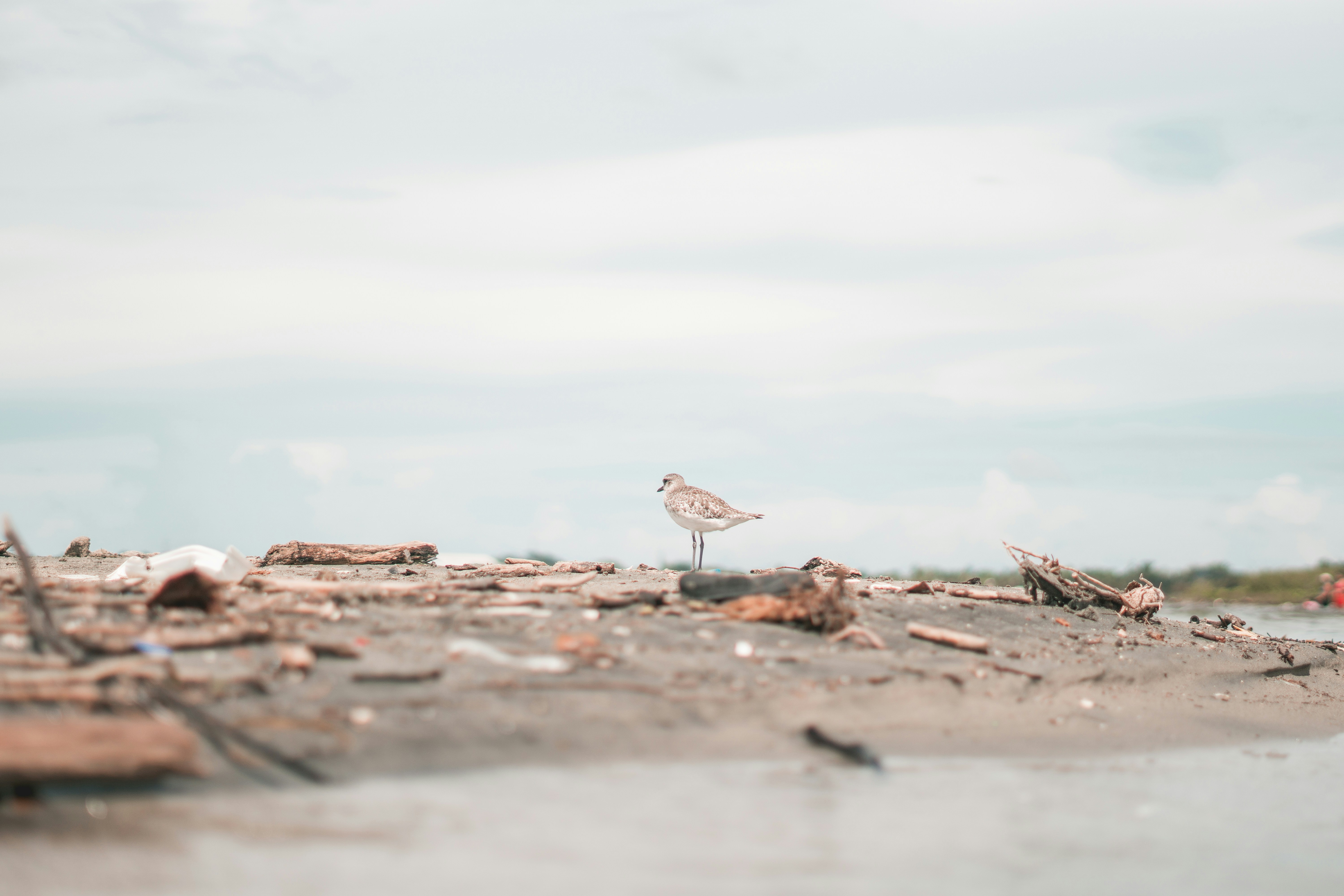 A lone bird stands on a debris-strewn beach.