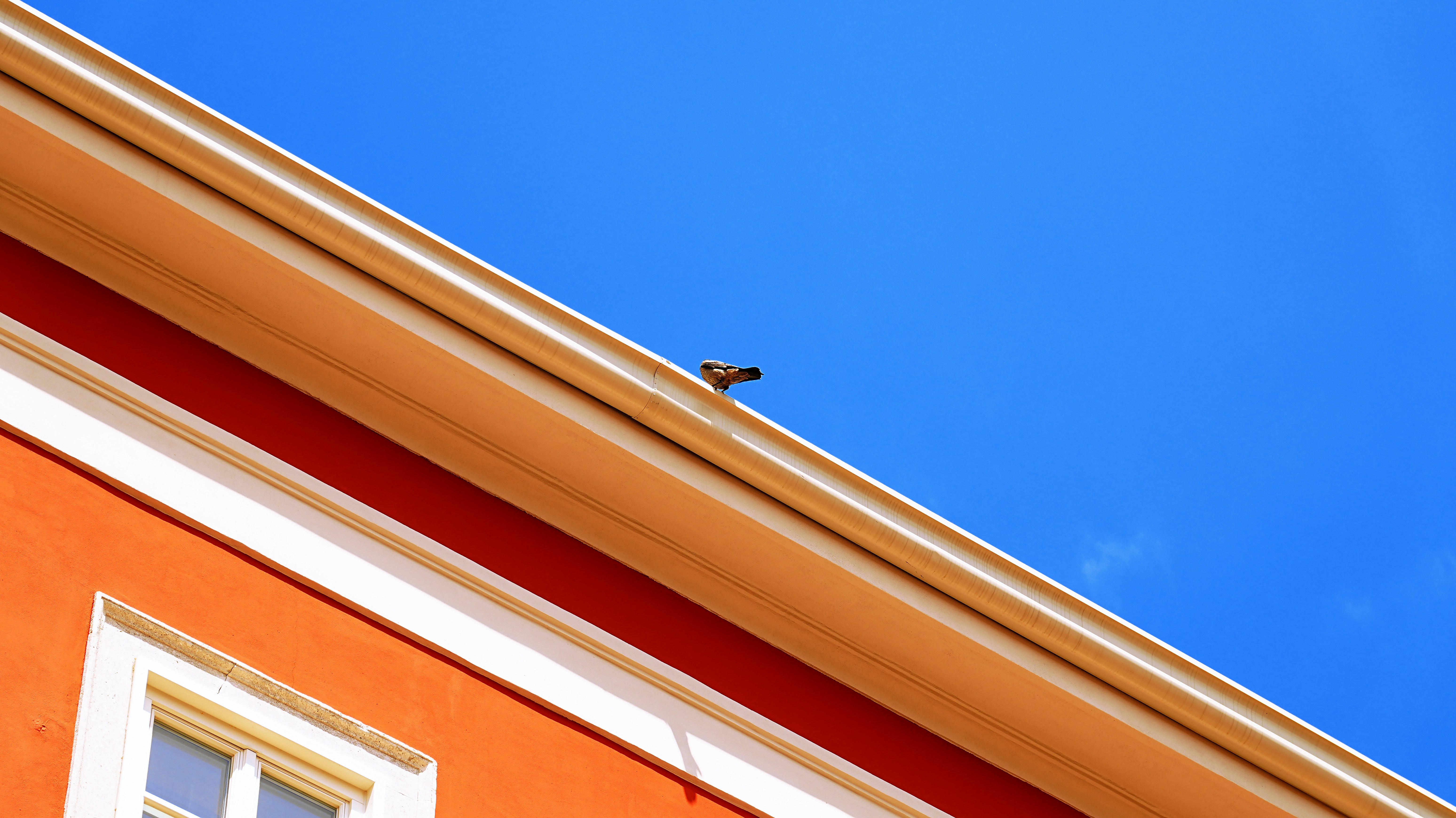 Perched Serenity: A Moment Above the Vibrant Facade