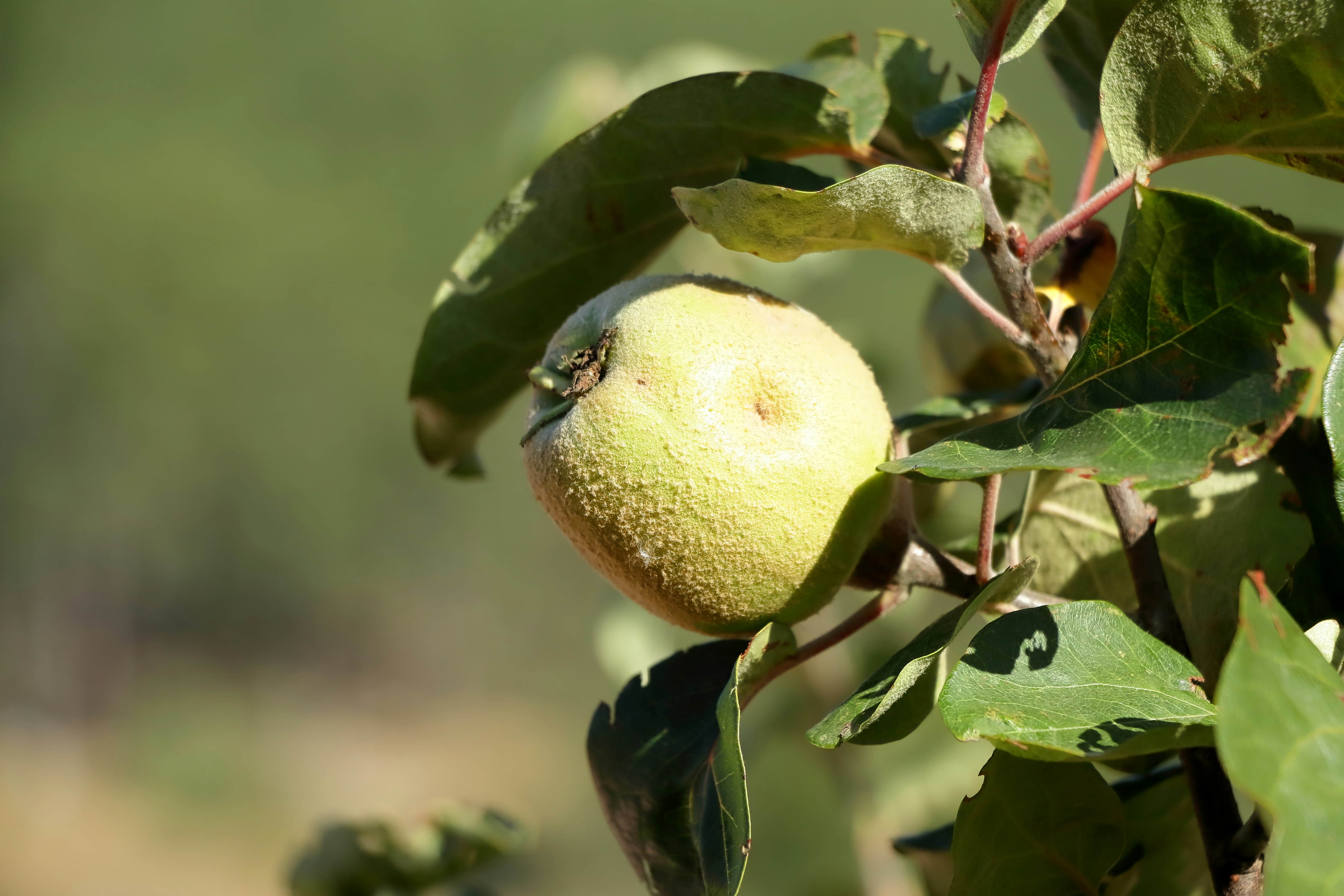 A pale green quince fruit hangs from a tree branch.