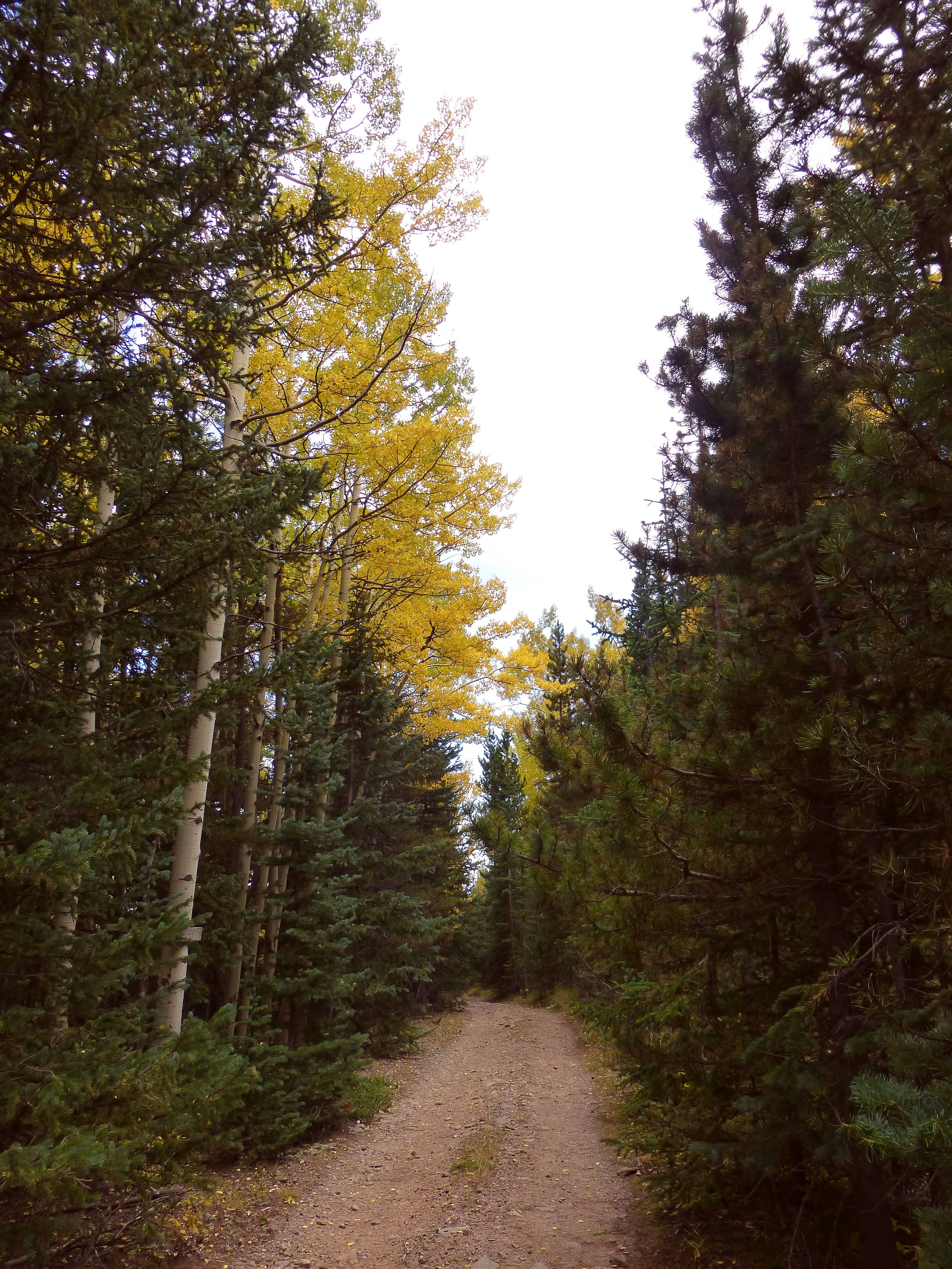 Dirt road through a forest with autumn leaves photo – Free Road trip ...