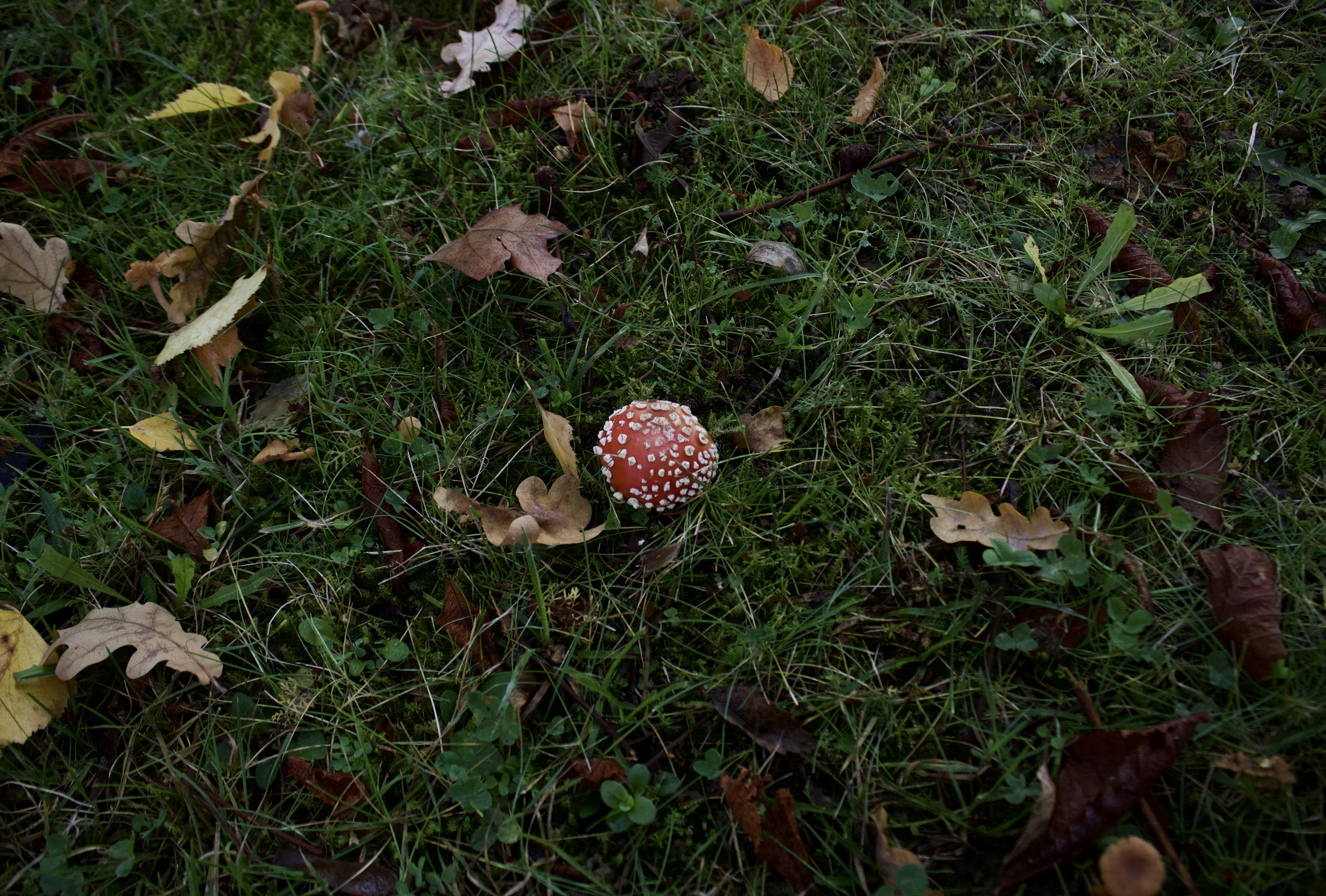 The Enigmatic Red Cap Among Autumn Leaves
