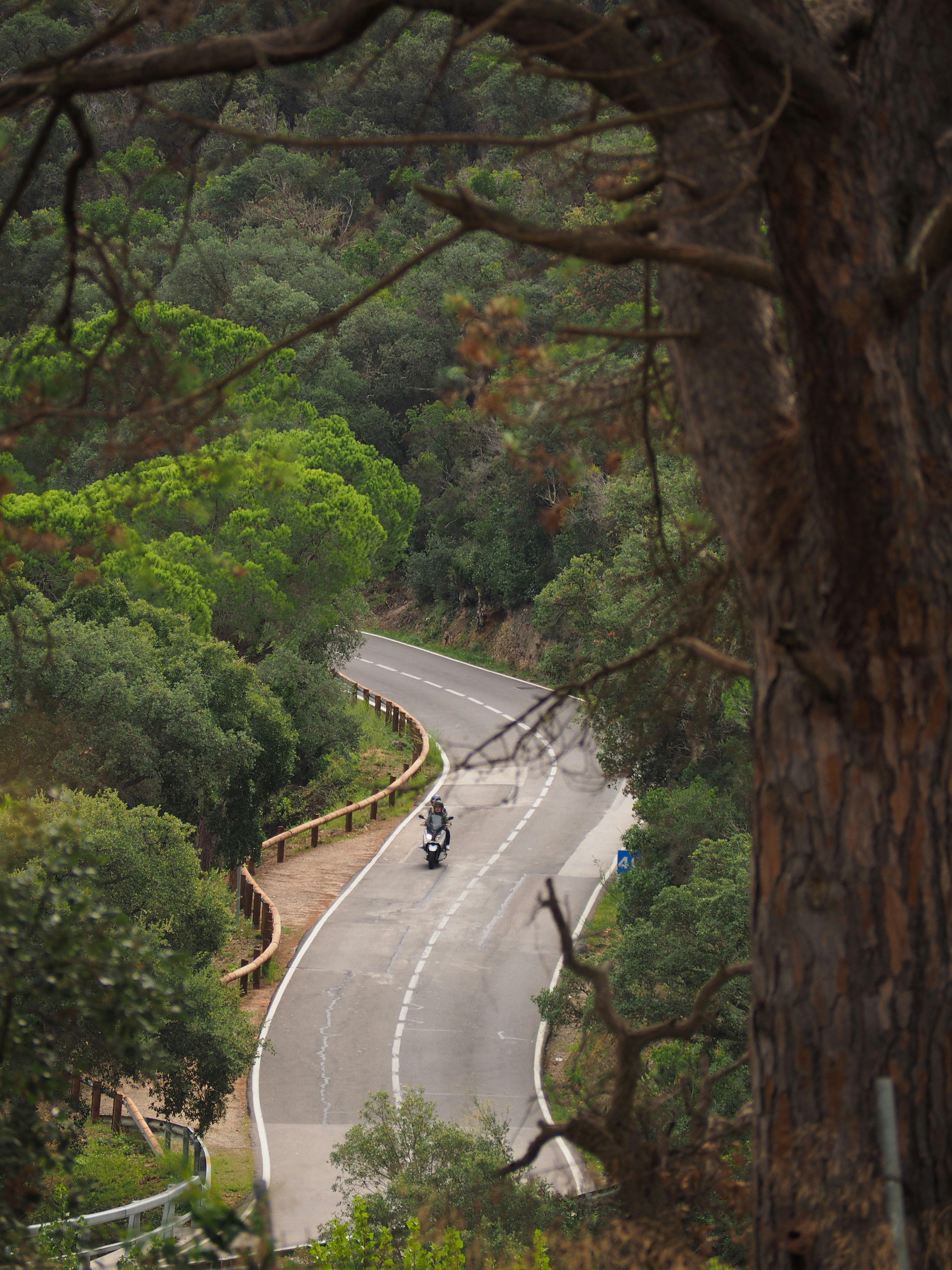 Winding Path Through Nature's Embrace