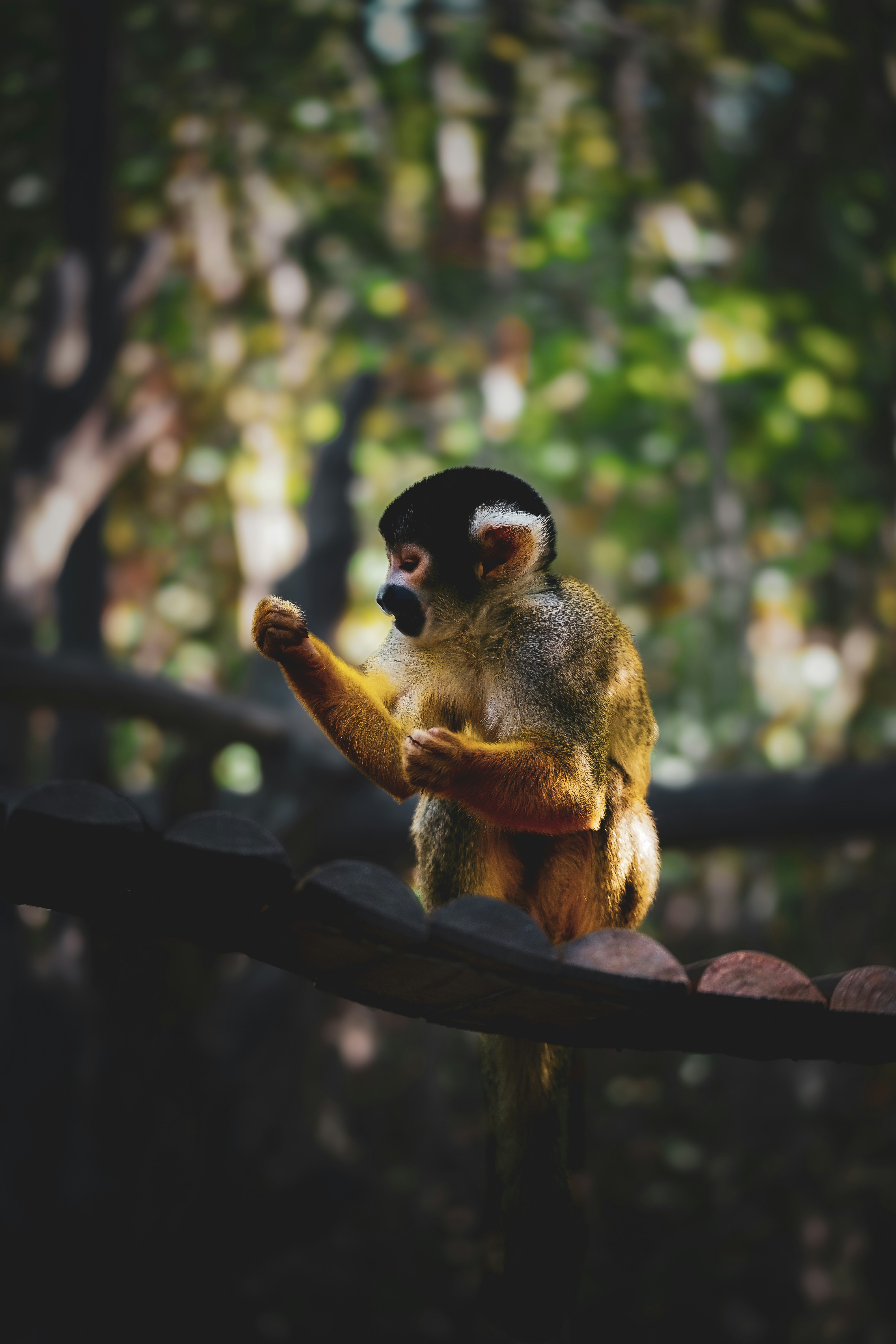 A squirrel monkey sits on a wooden railing.