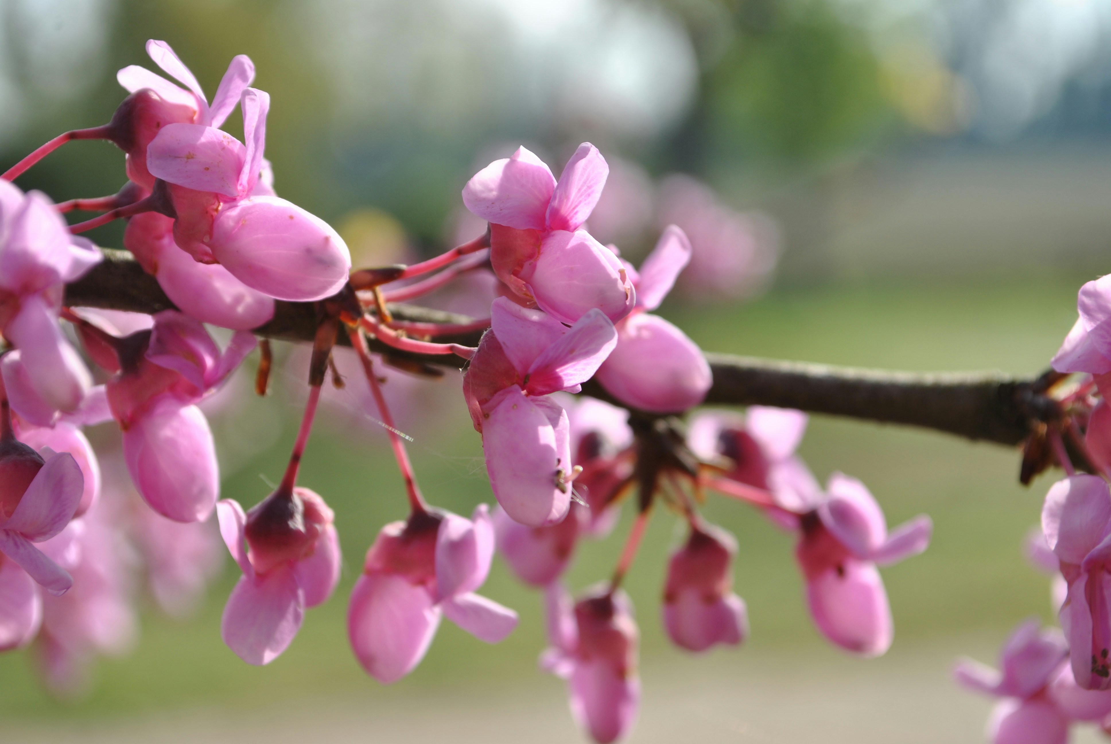 Whispers of Spring: The Blooming Elegance
