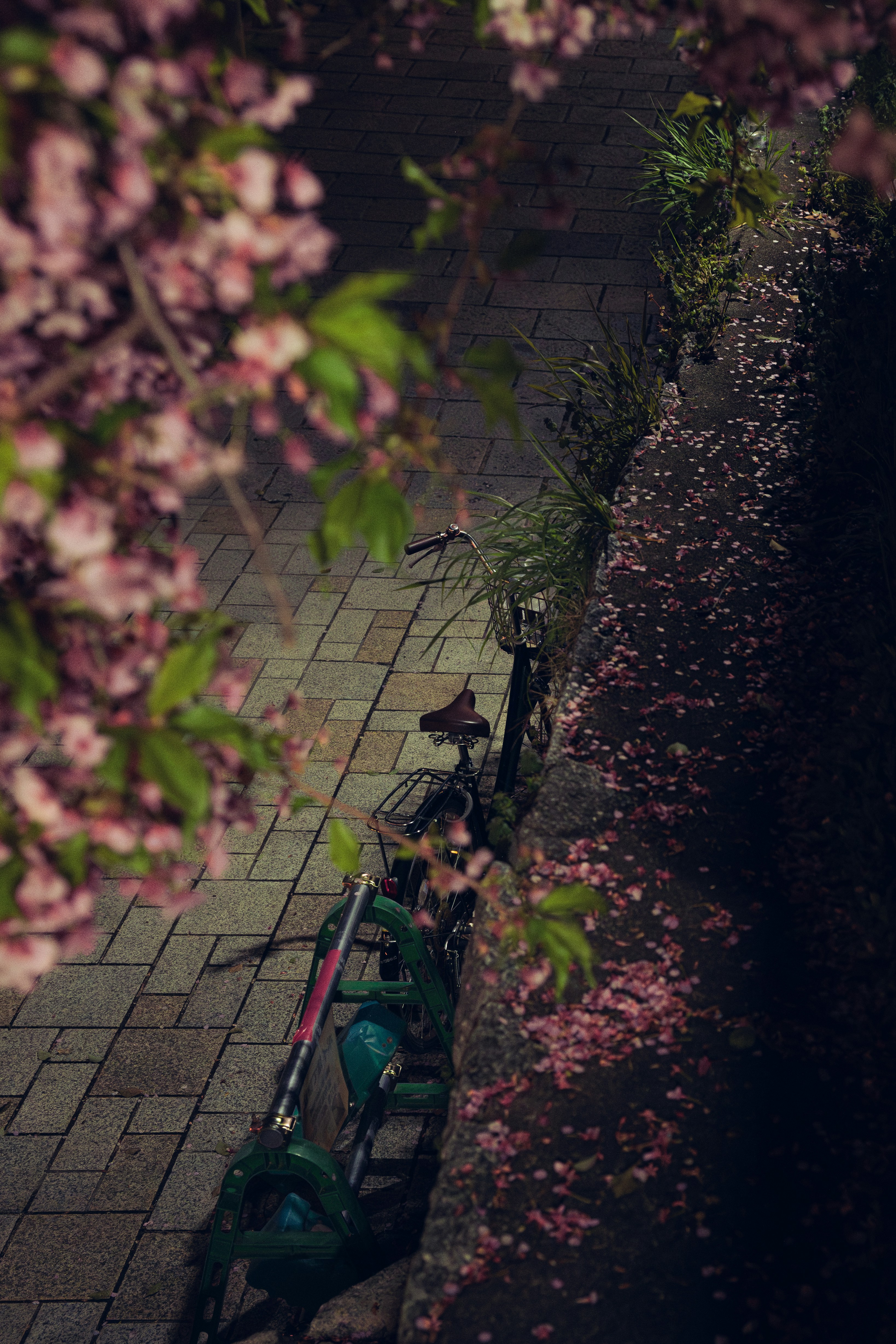 A Serene Pause Amidst Petals