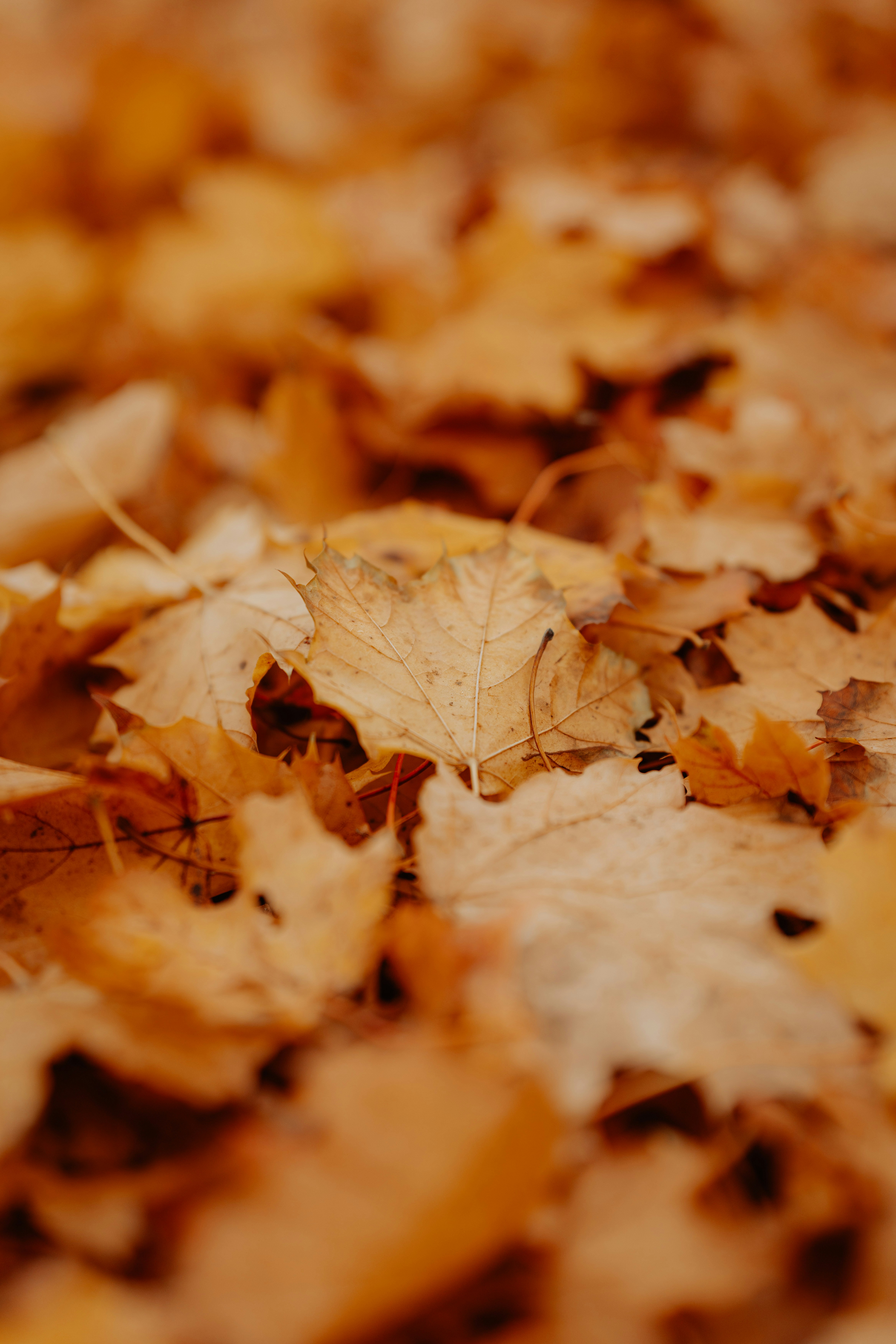 Autumn's Golden Tapestry