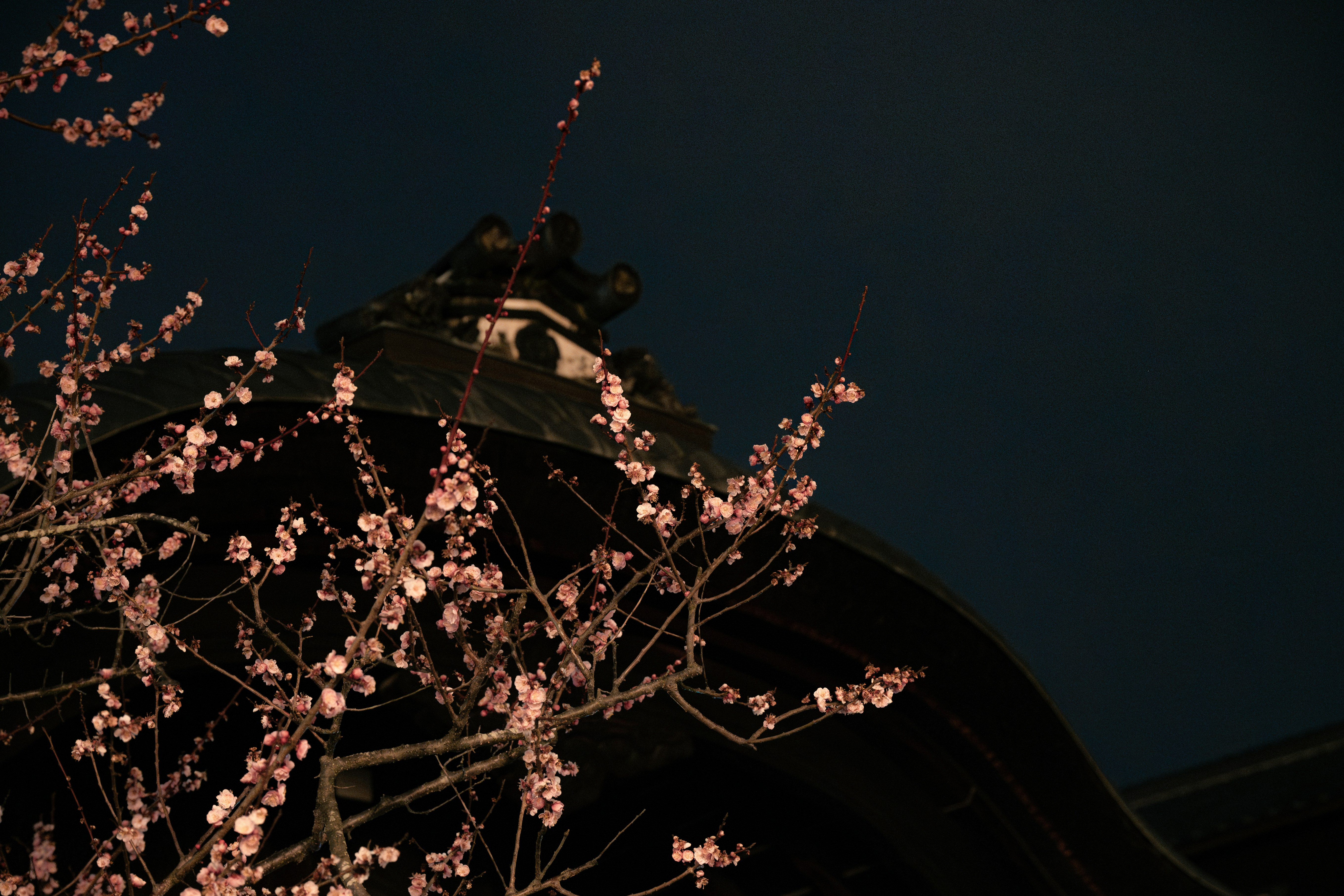 Whispers of Spring Beneath the Night Sky