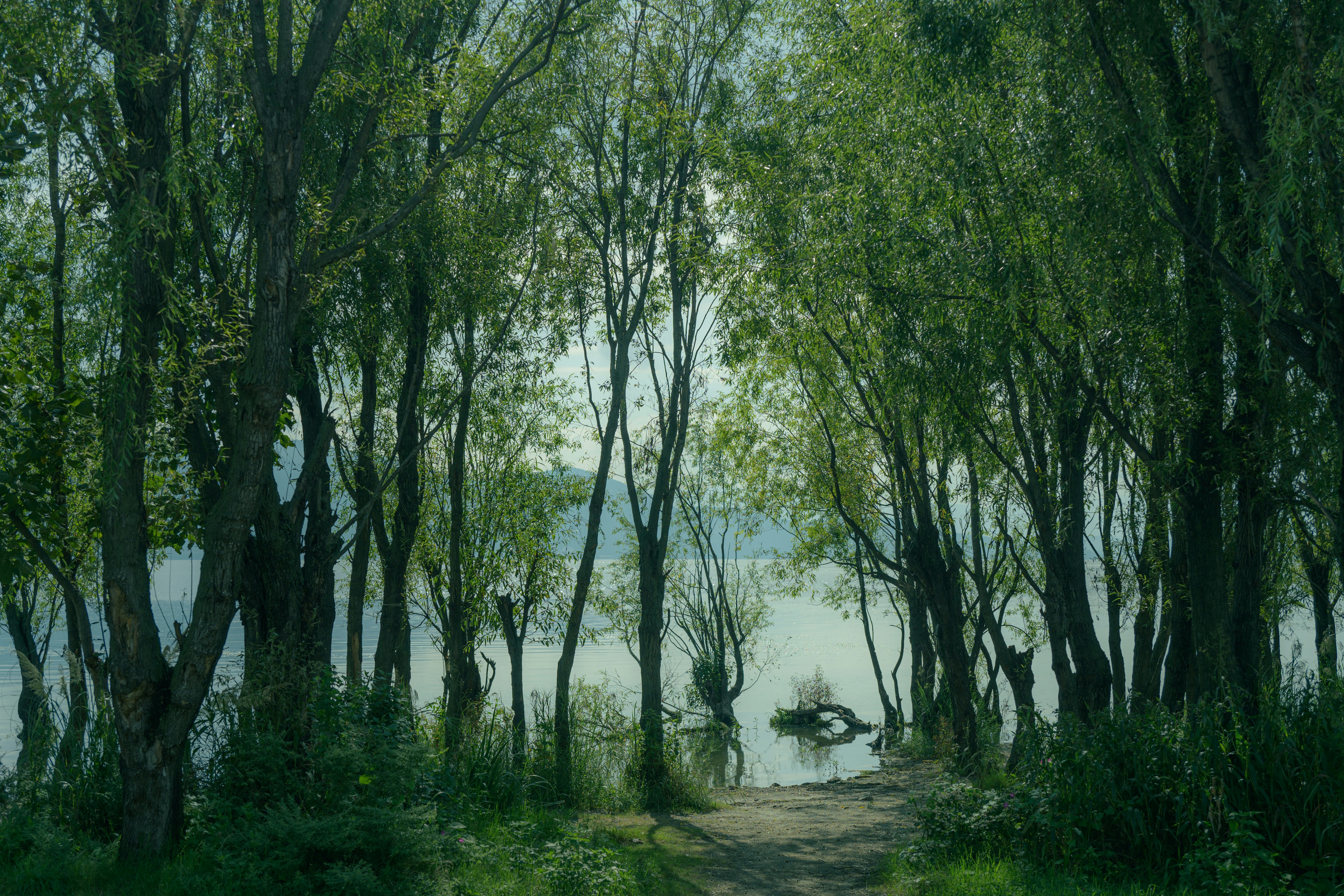 Whispers of the Waterside