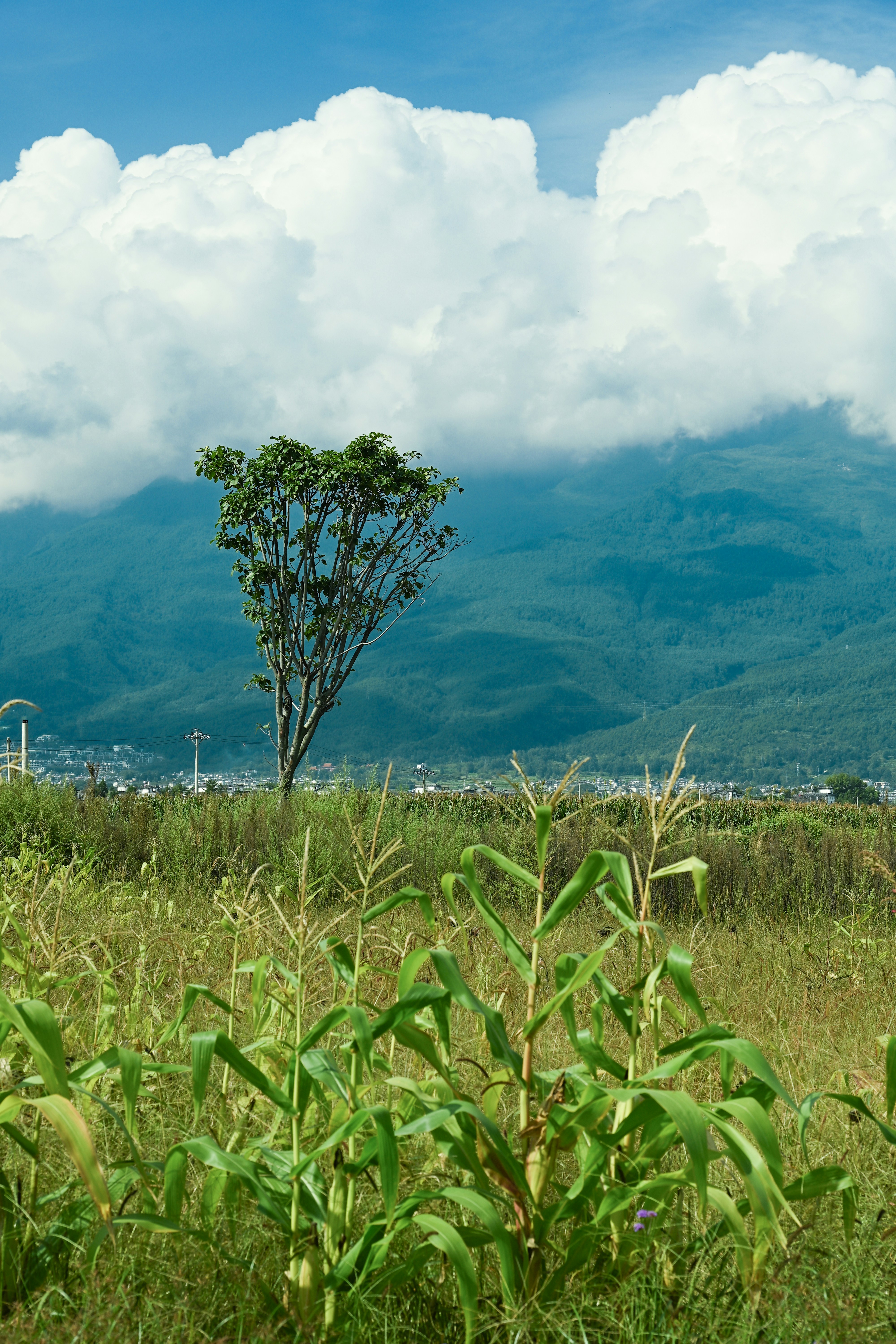Lone Sentinel Amidst Verdant Fields