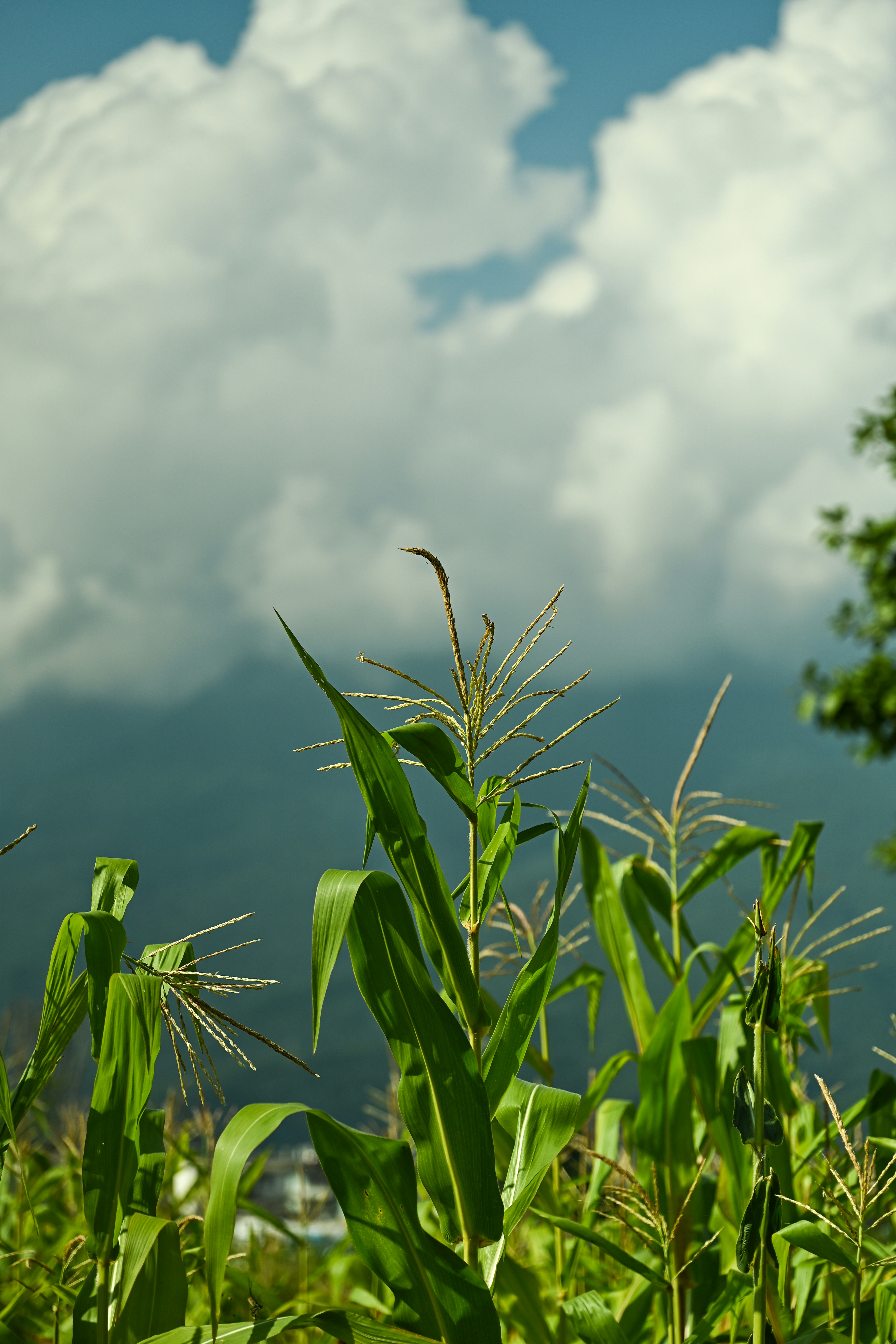 Whispers of the Green: A Cornfield's Tale