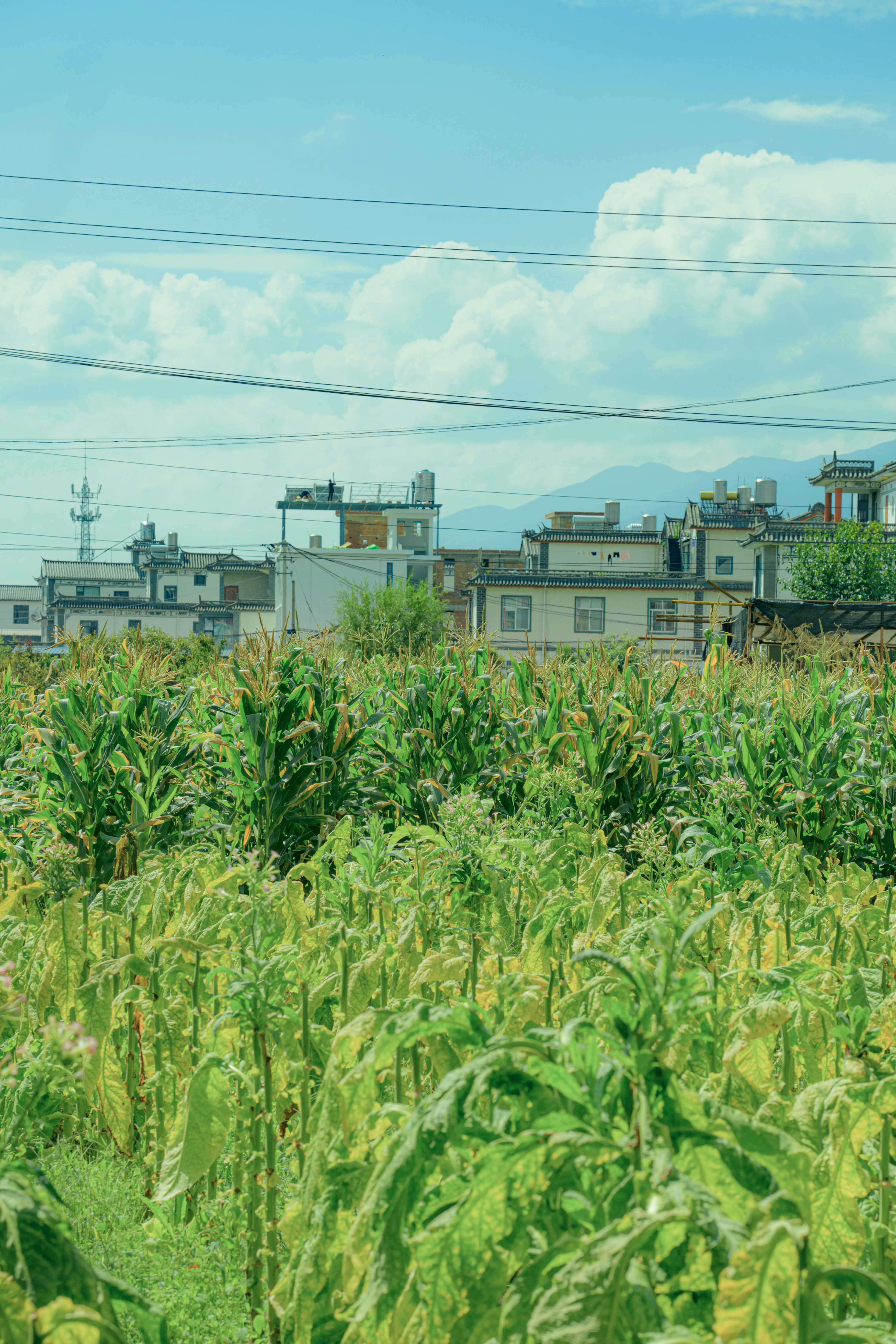 Urban Agriculture: A Harmony of Nature and Cityscape