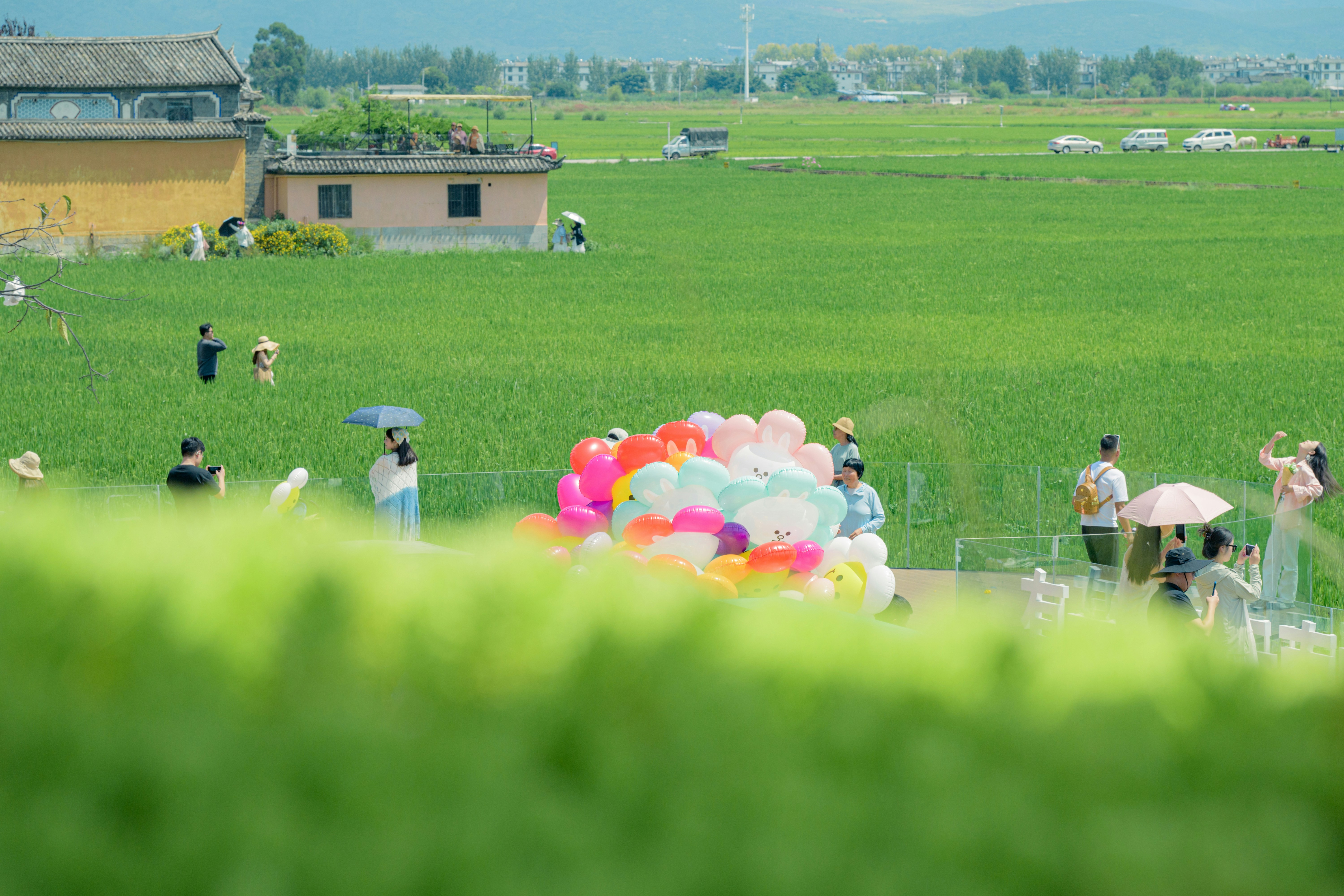 Colorful balloons gathered in a lush rice field while visitors enjoy the vibrant scenery under the sun.