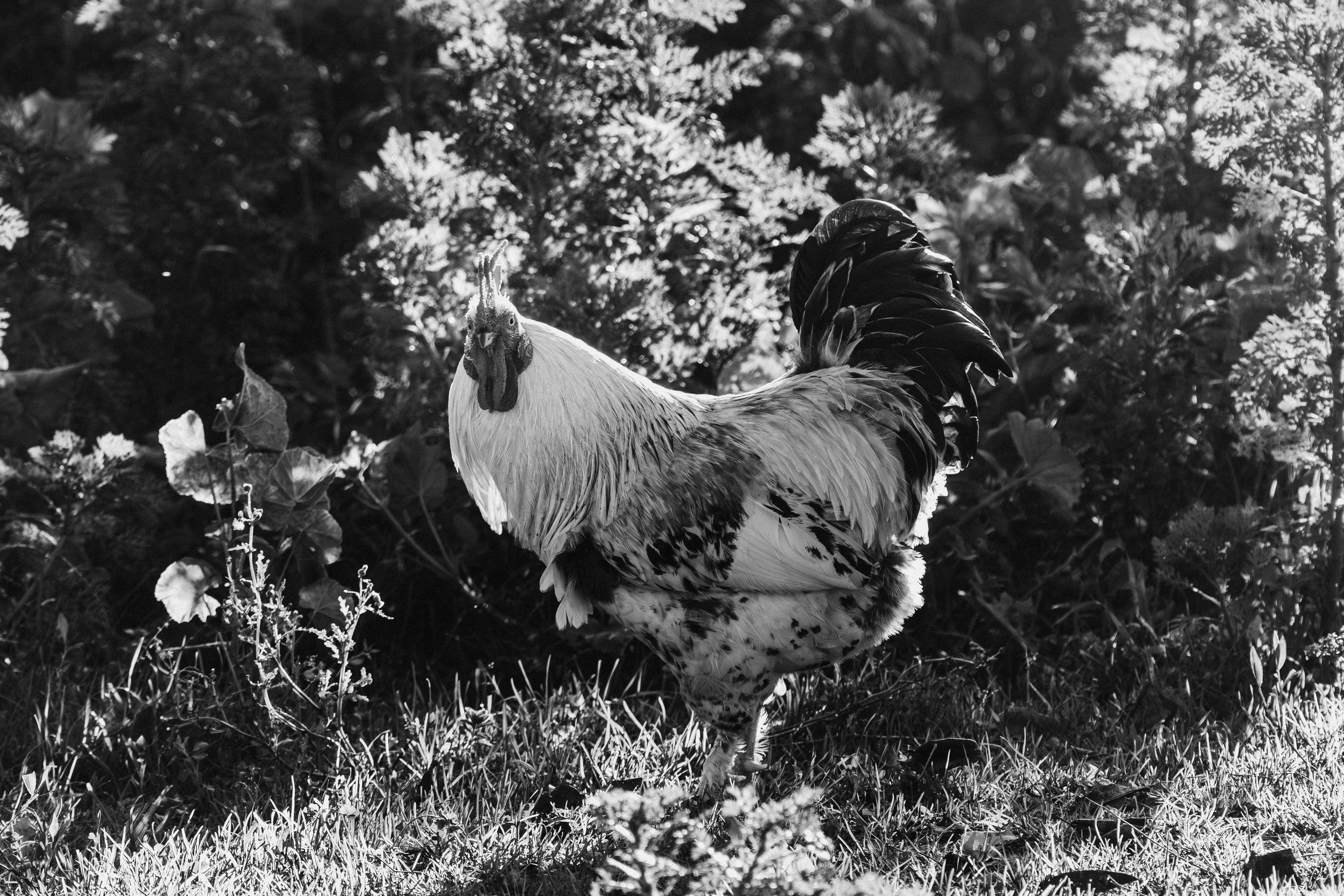 A proud rooster stands amidst lush greenery, captured in striking black and white. The play of light highlights its feathers and distinctive posture.