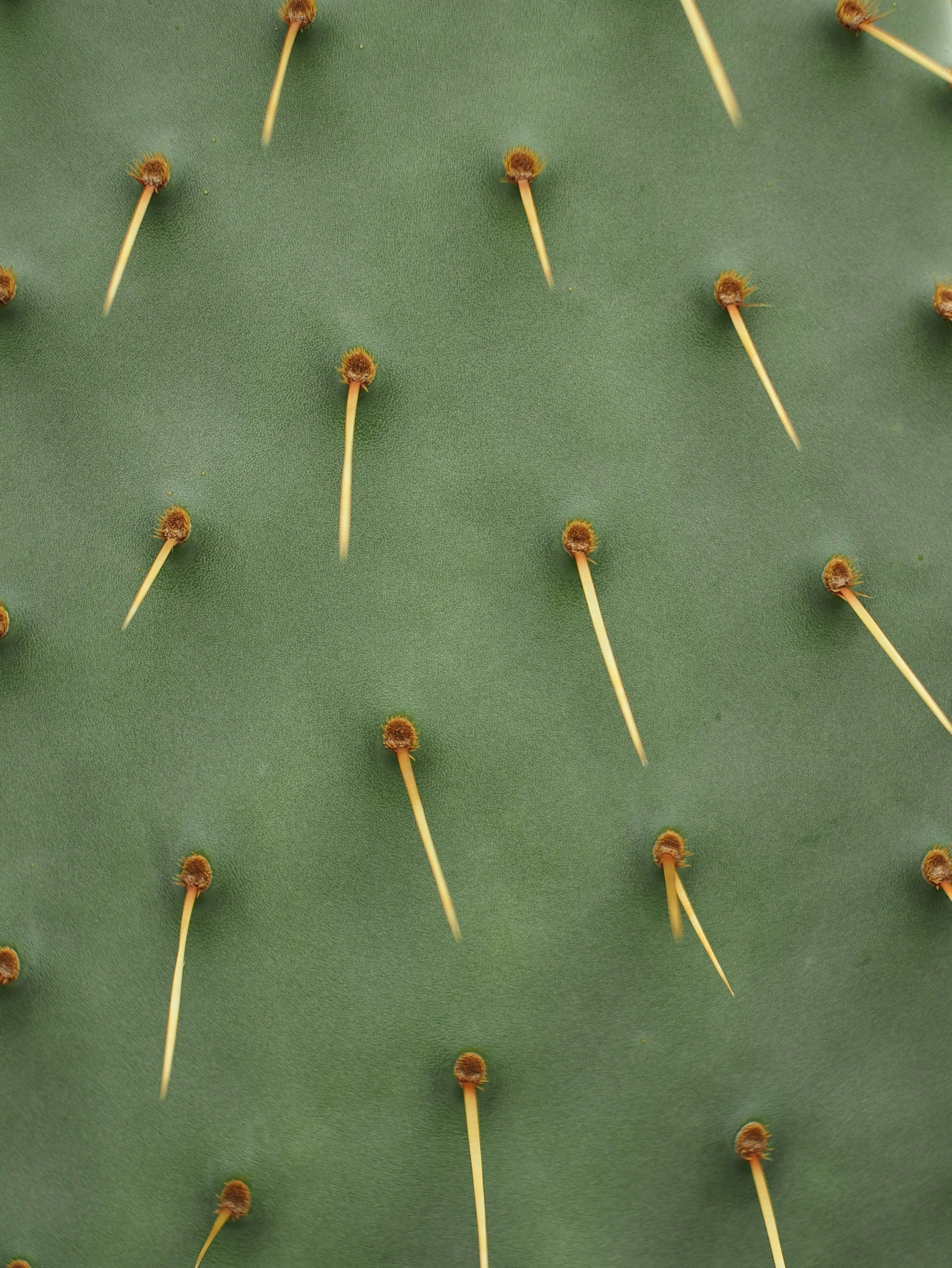 The Intricate Patterns of Nature's Armor