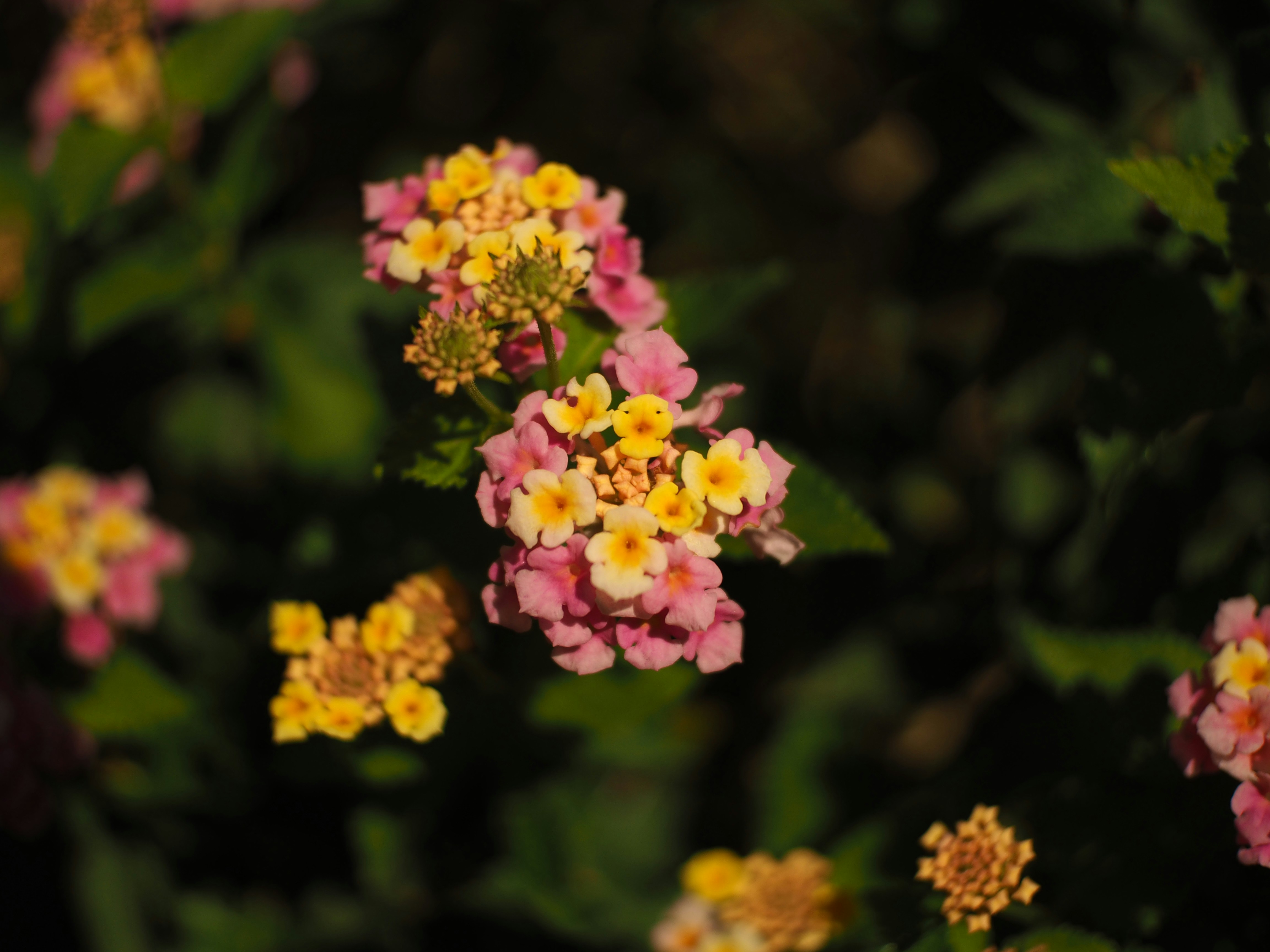 Whispers of Color in a Floral Embrace