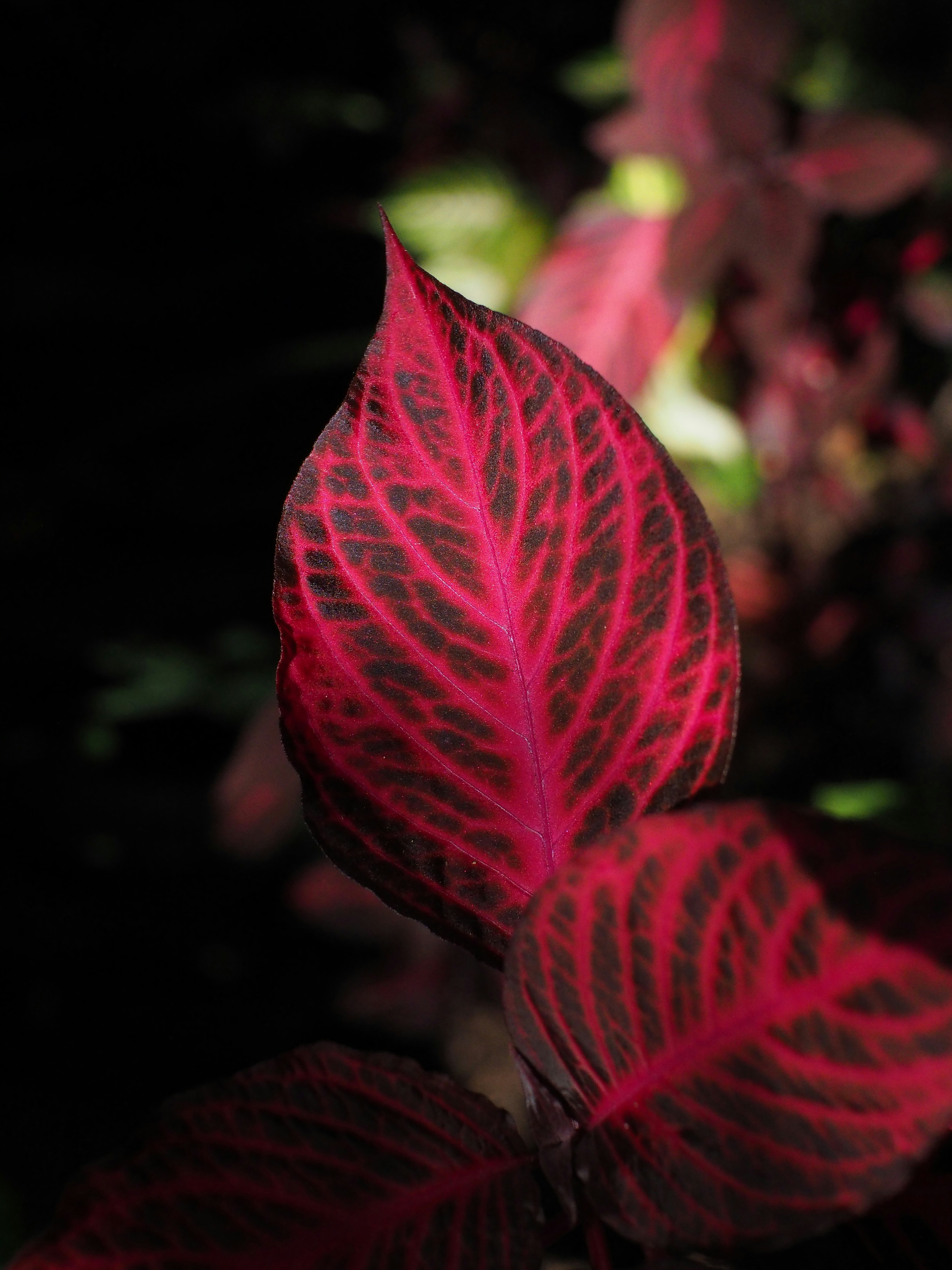 Crimson Veins: Nature's Intricate Tapestry