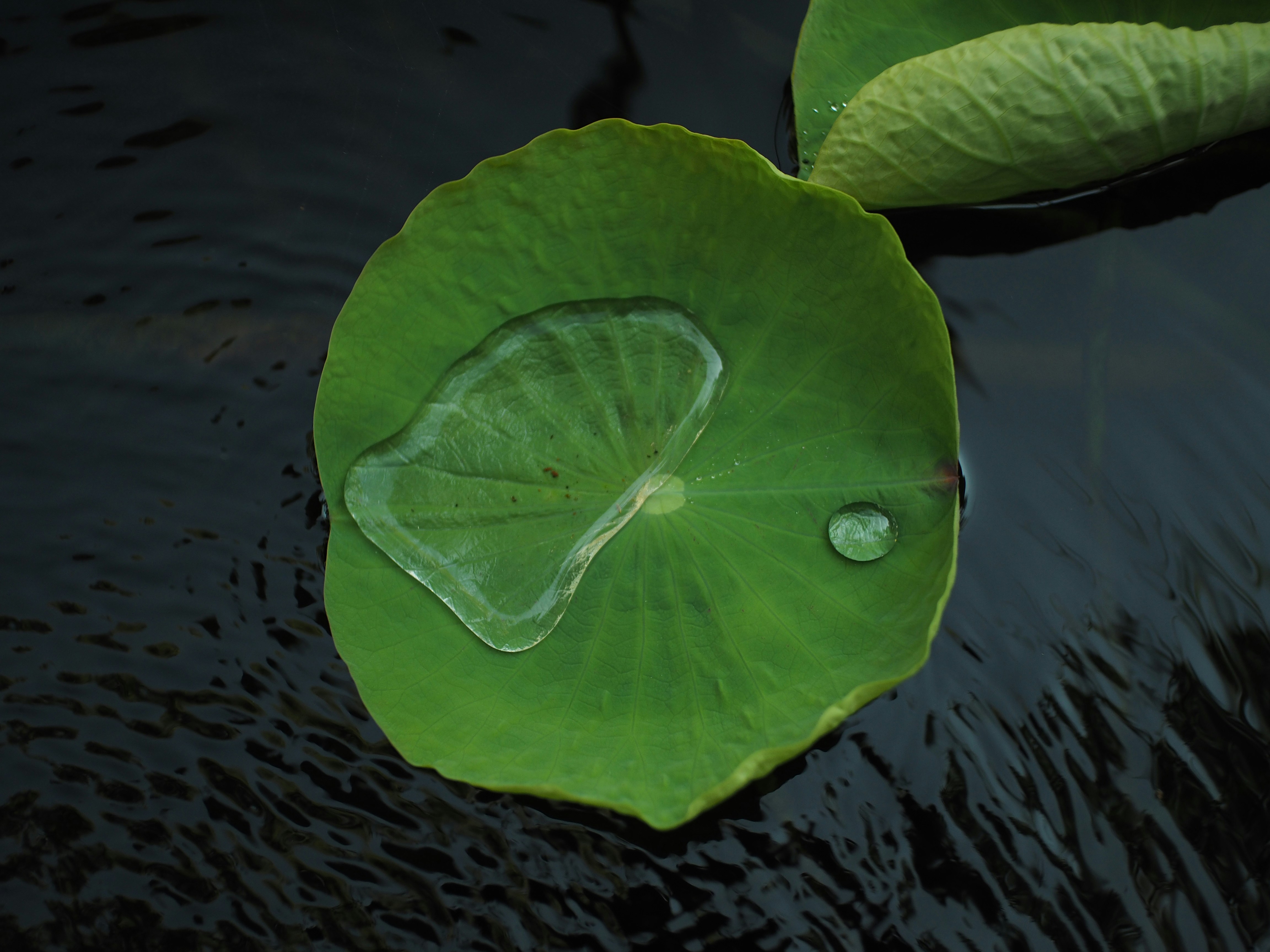 Nature's Tranquil Canvas