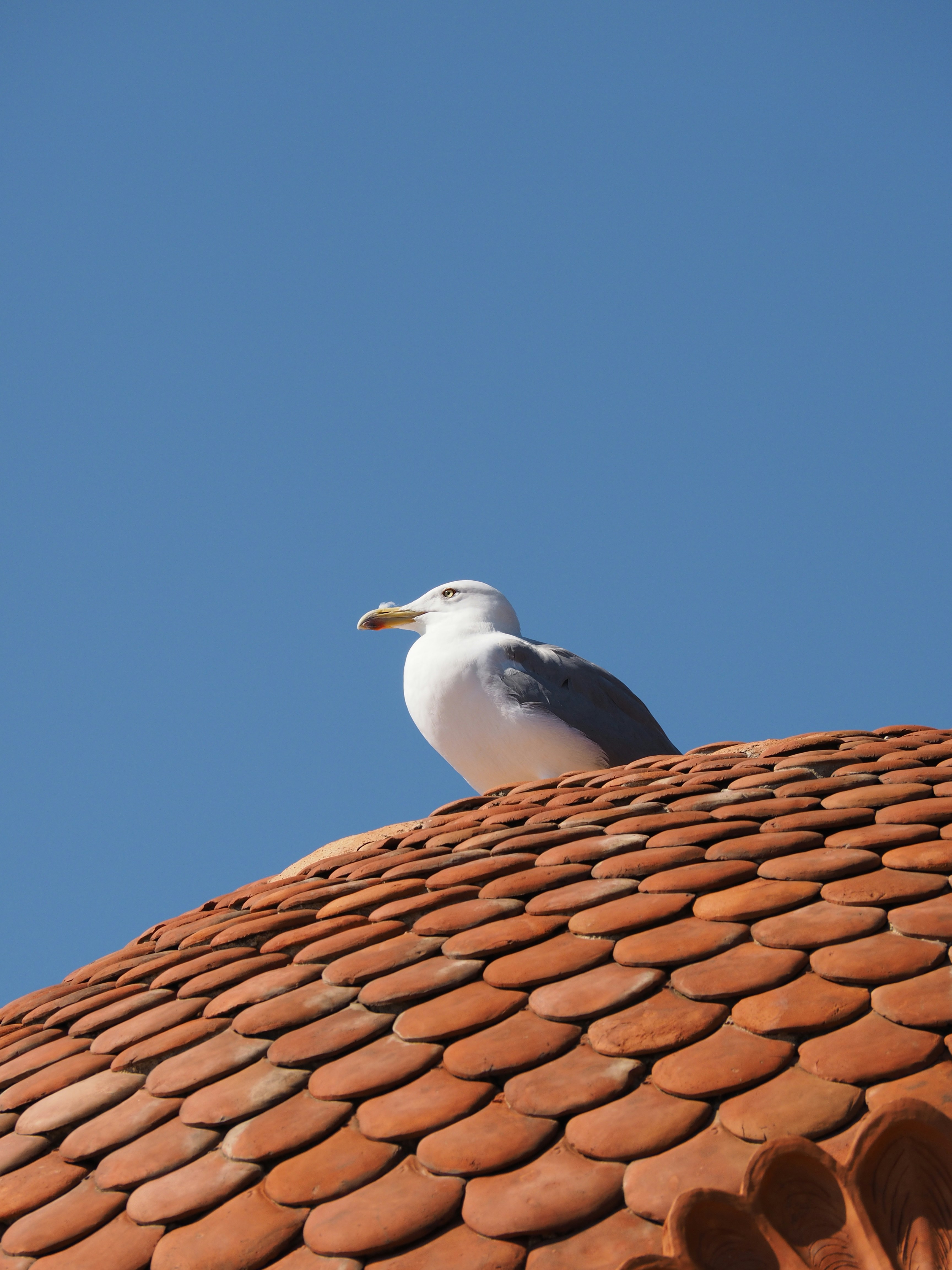 Guardian of the Rooftop
