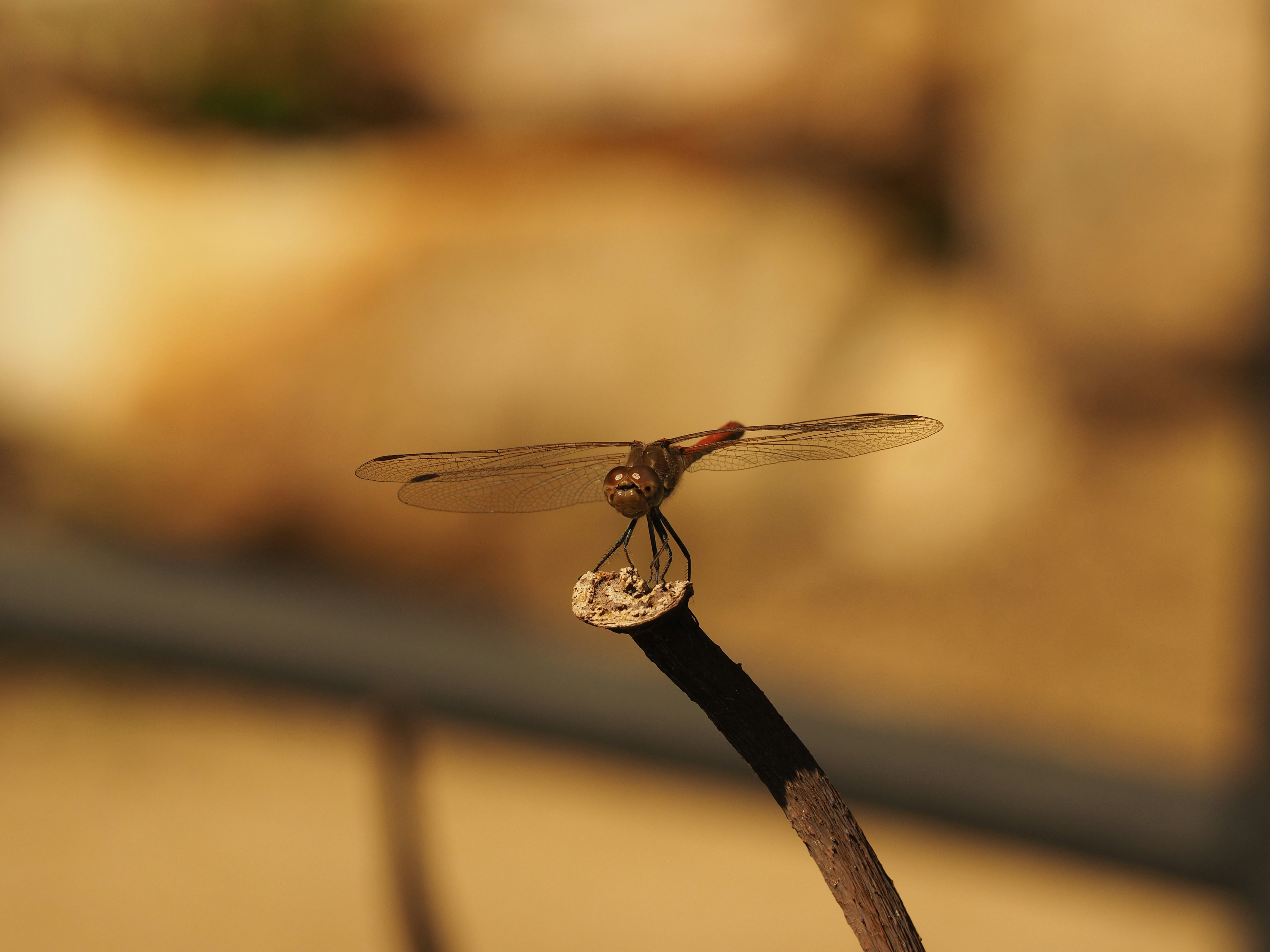 The Stillness of an Aerial Sentinel