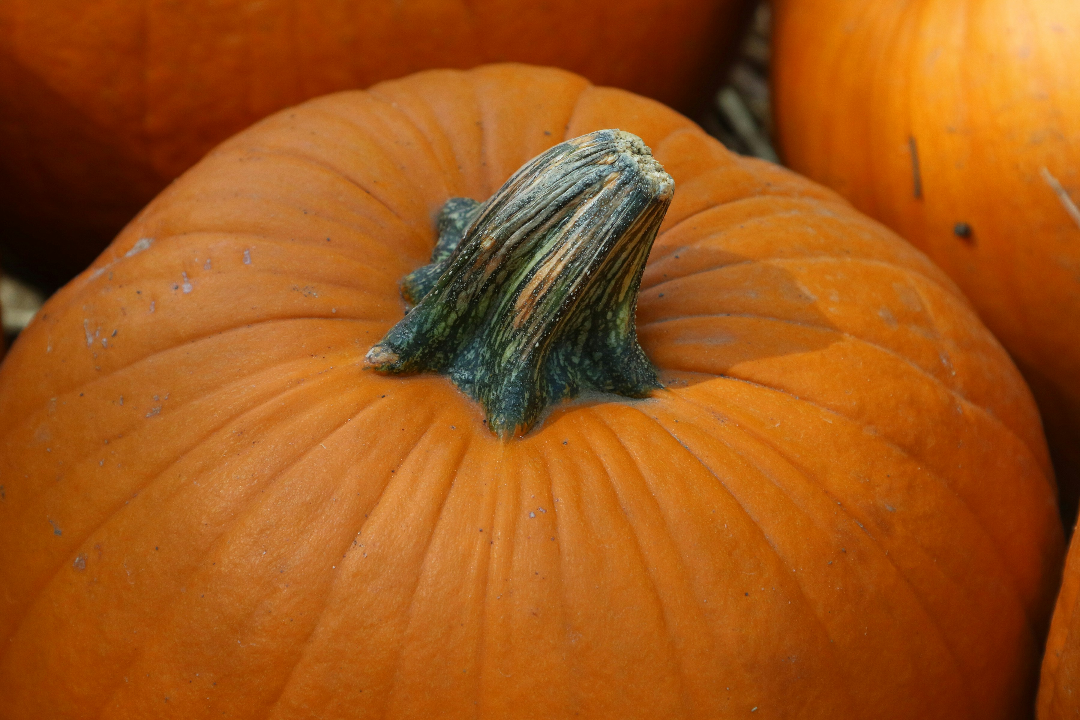 Macro Portrait: The Weathered Crown of a Pumpkin Stem