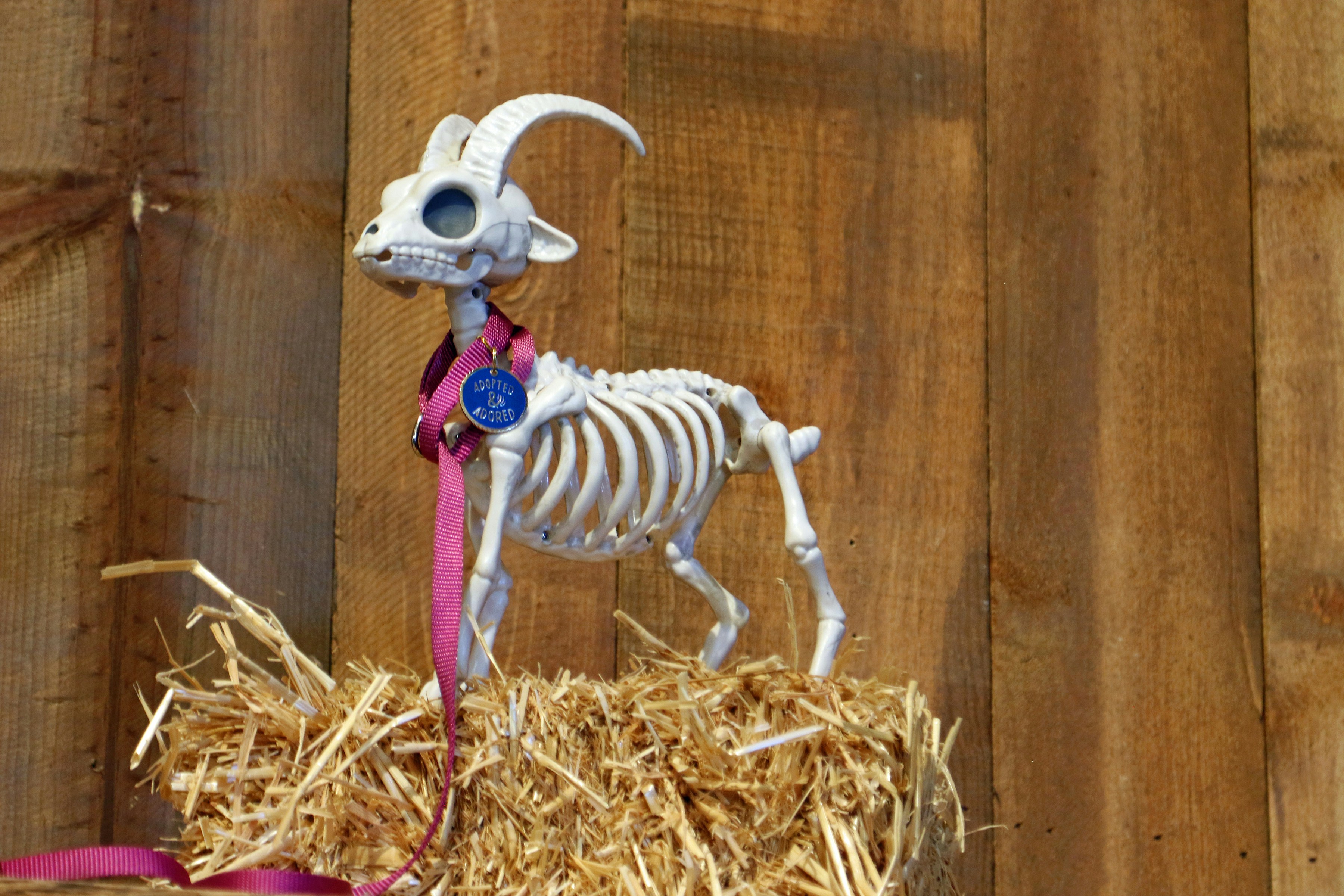 A goat skeleton with a pink leash and ribbon.