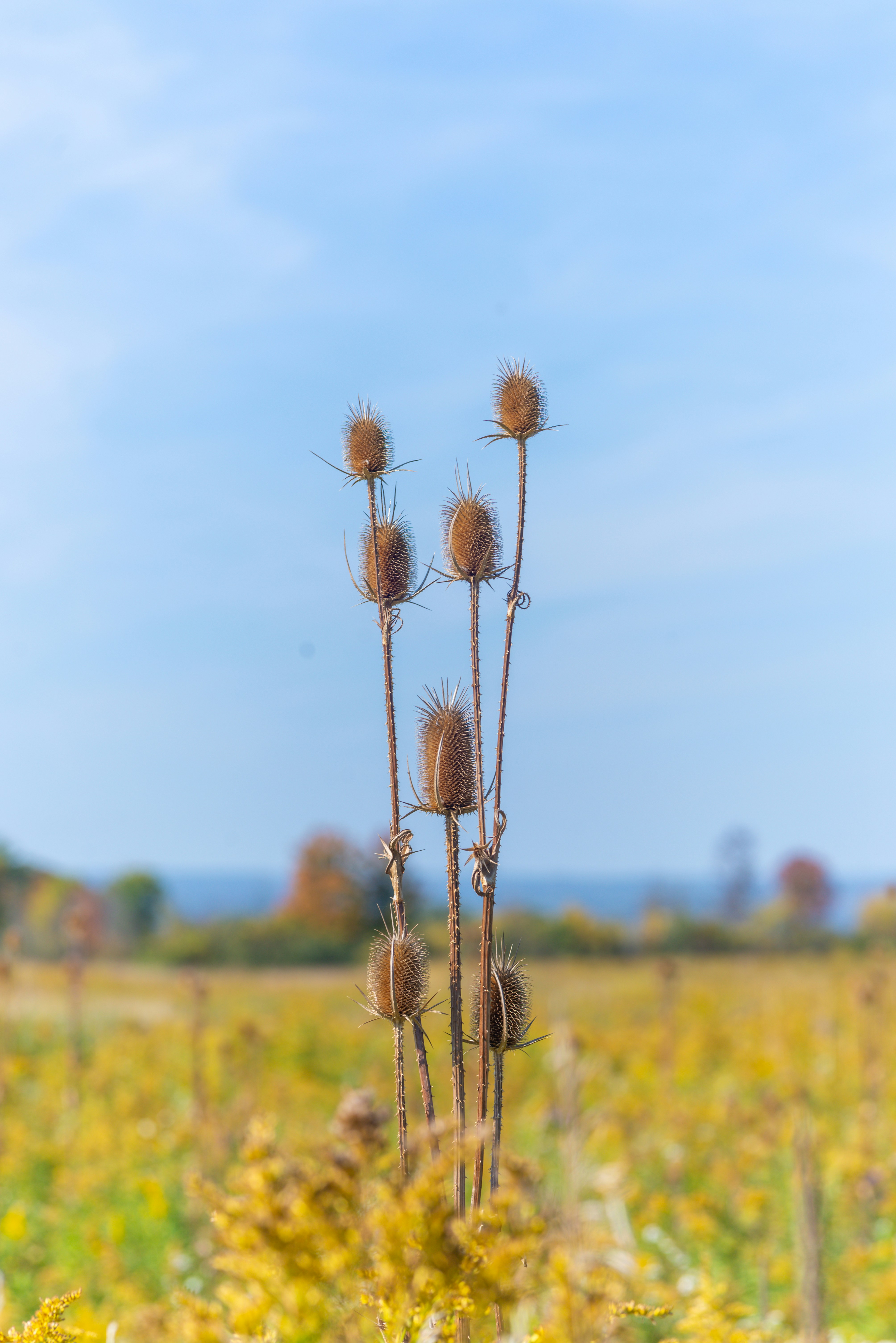 Whispers of Autumn: Nature's Textured Sentinels