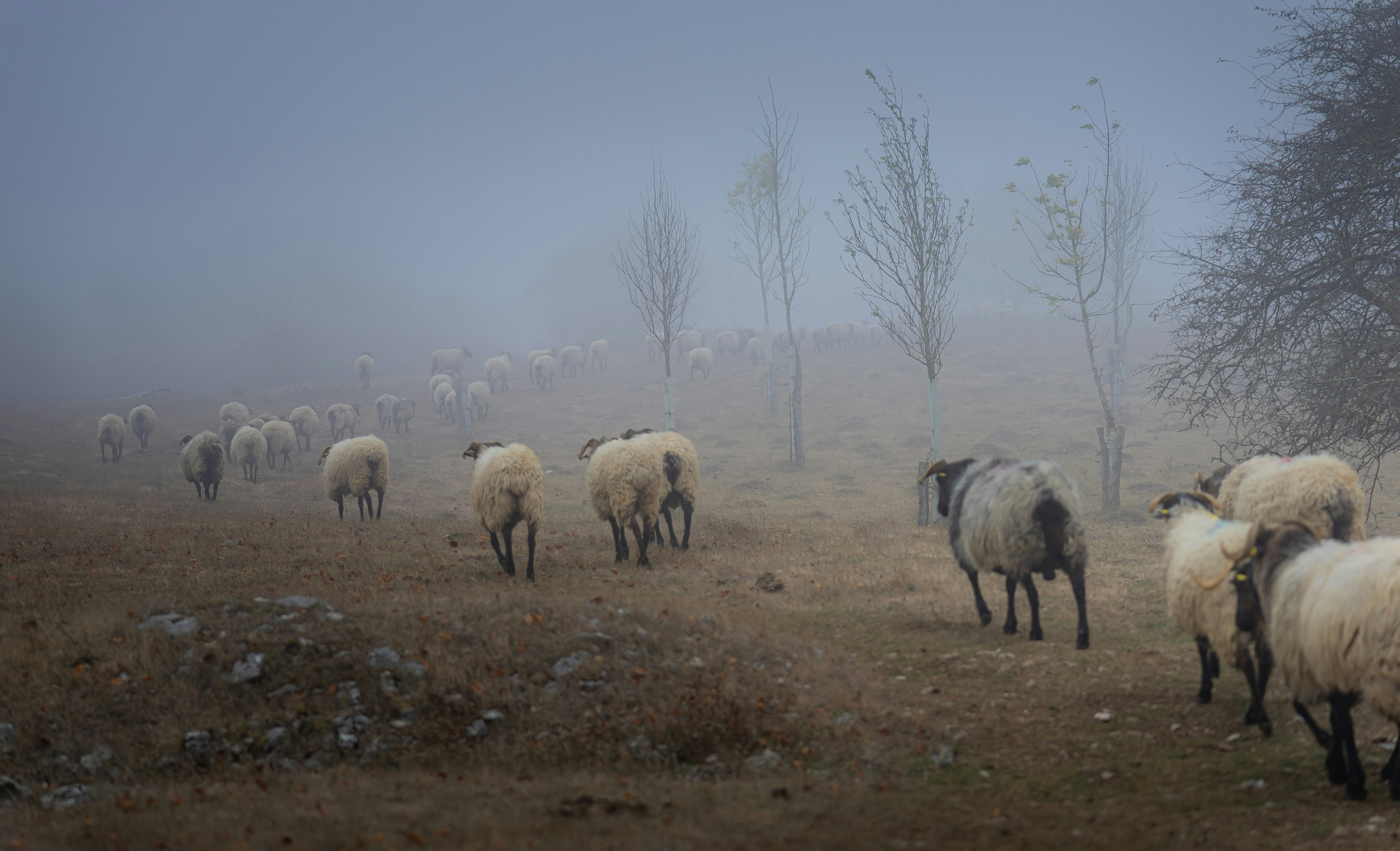 Whispers of the Misty Pasture