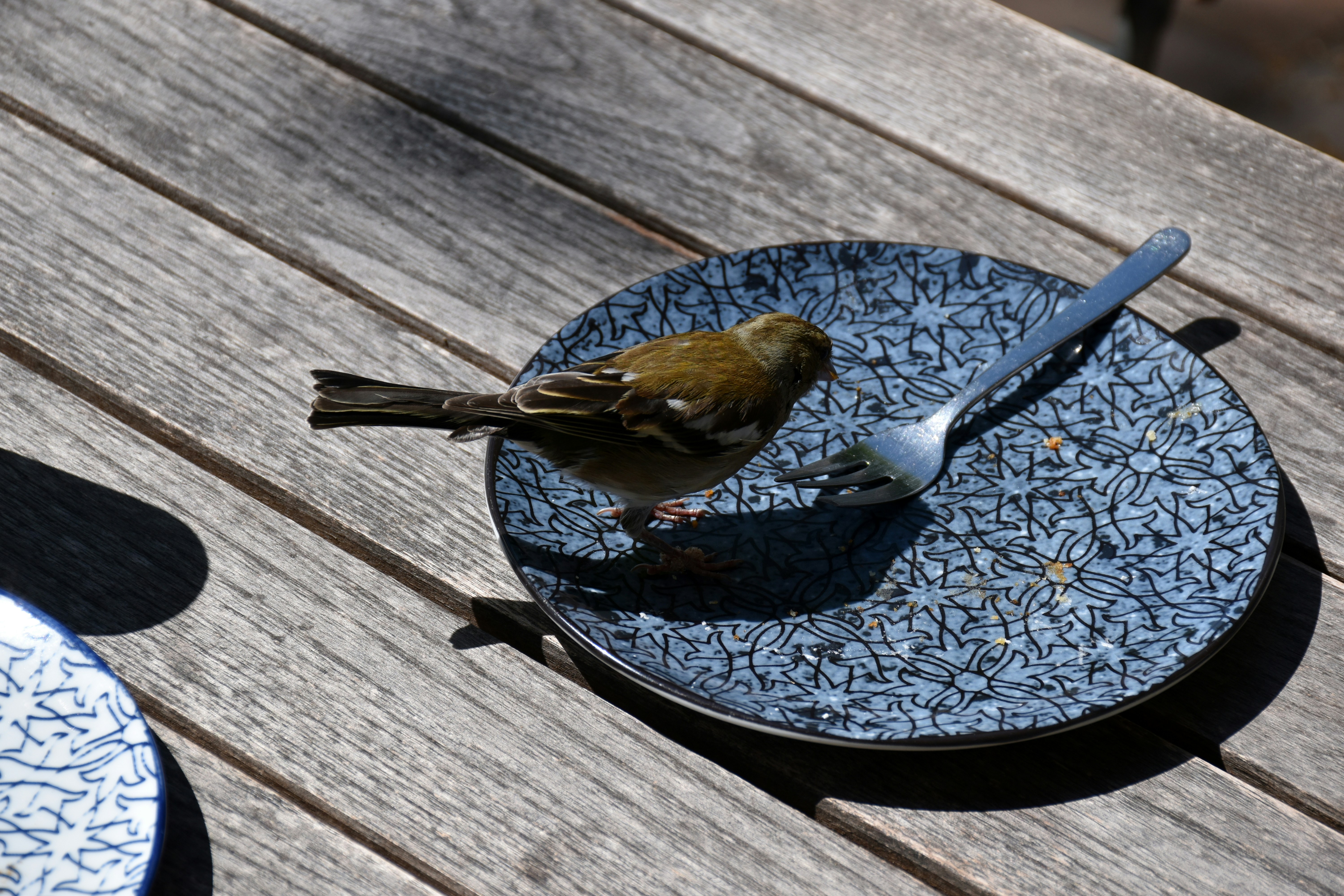 A bird picks up the leftovers (Bird - animal) | A small bird rests on a plate with a fork.