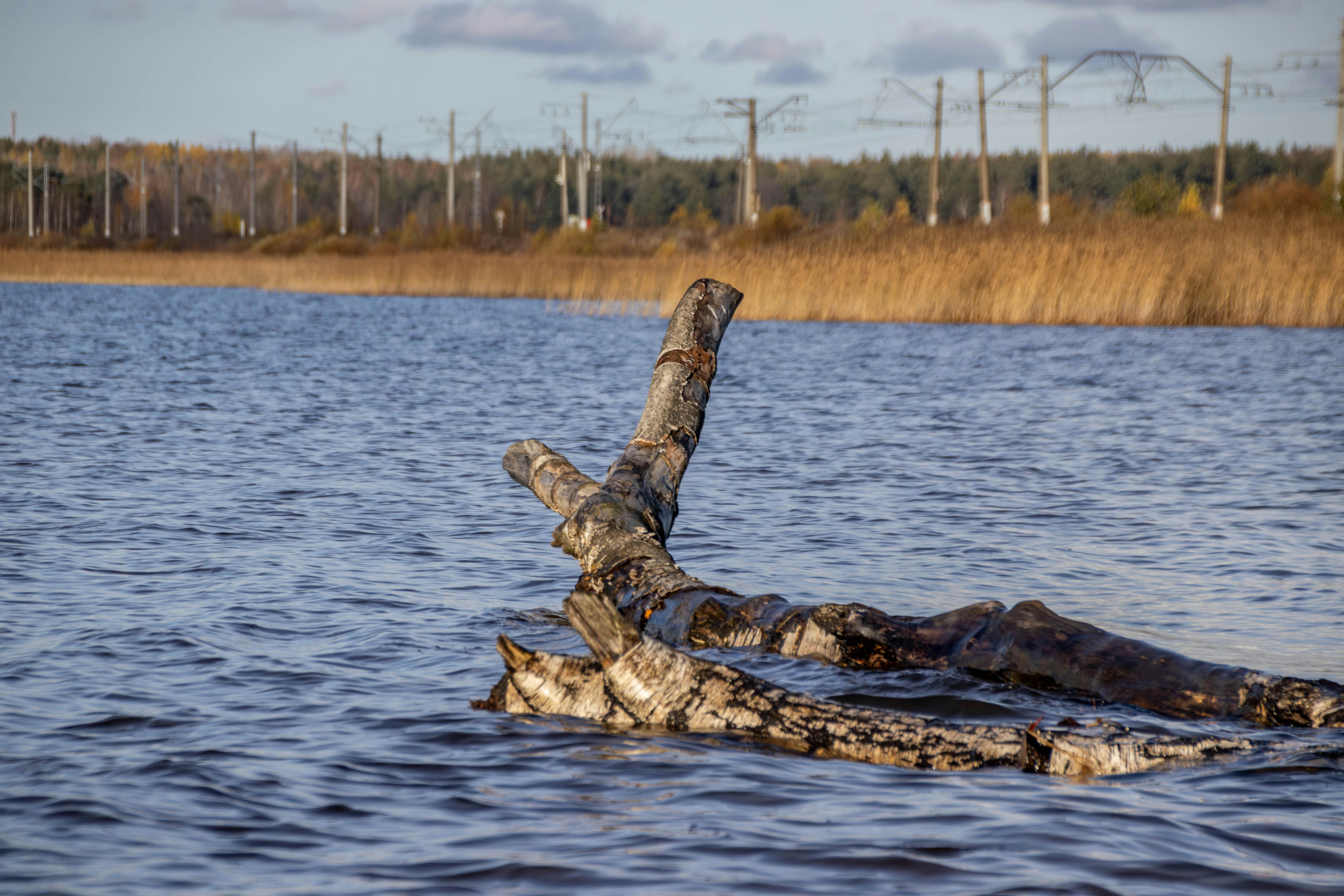 Nature's Silent Witness: The Driftwood Sentinel