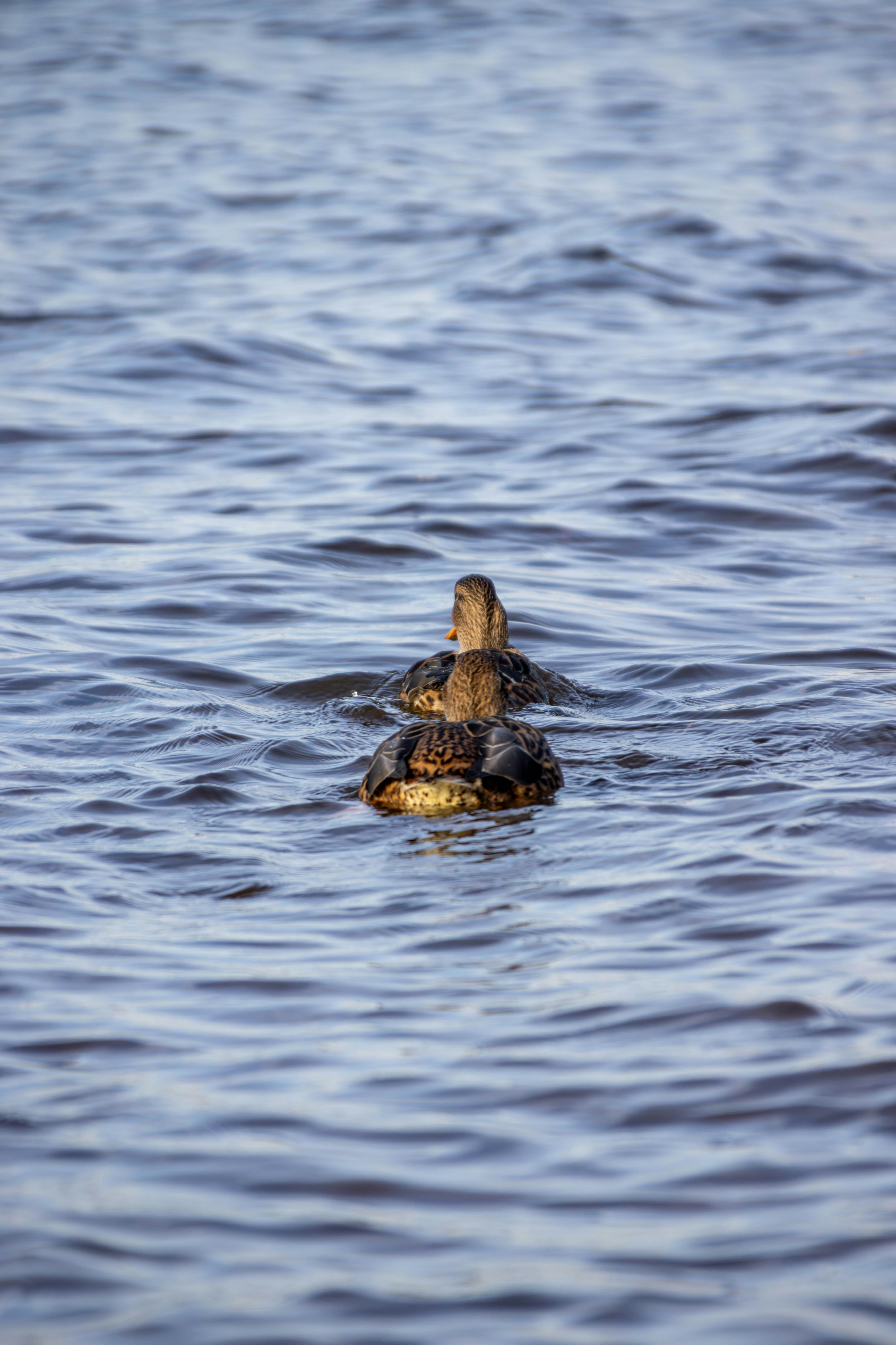 Two duck | Two ducks swimming in the blue water