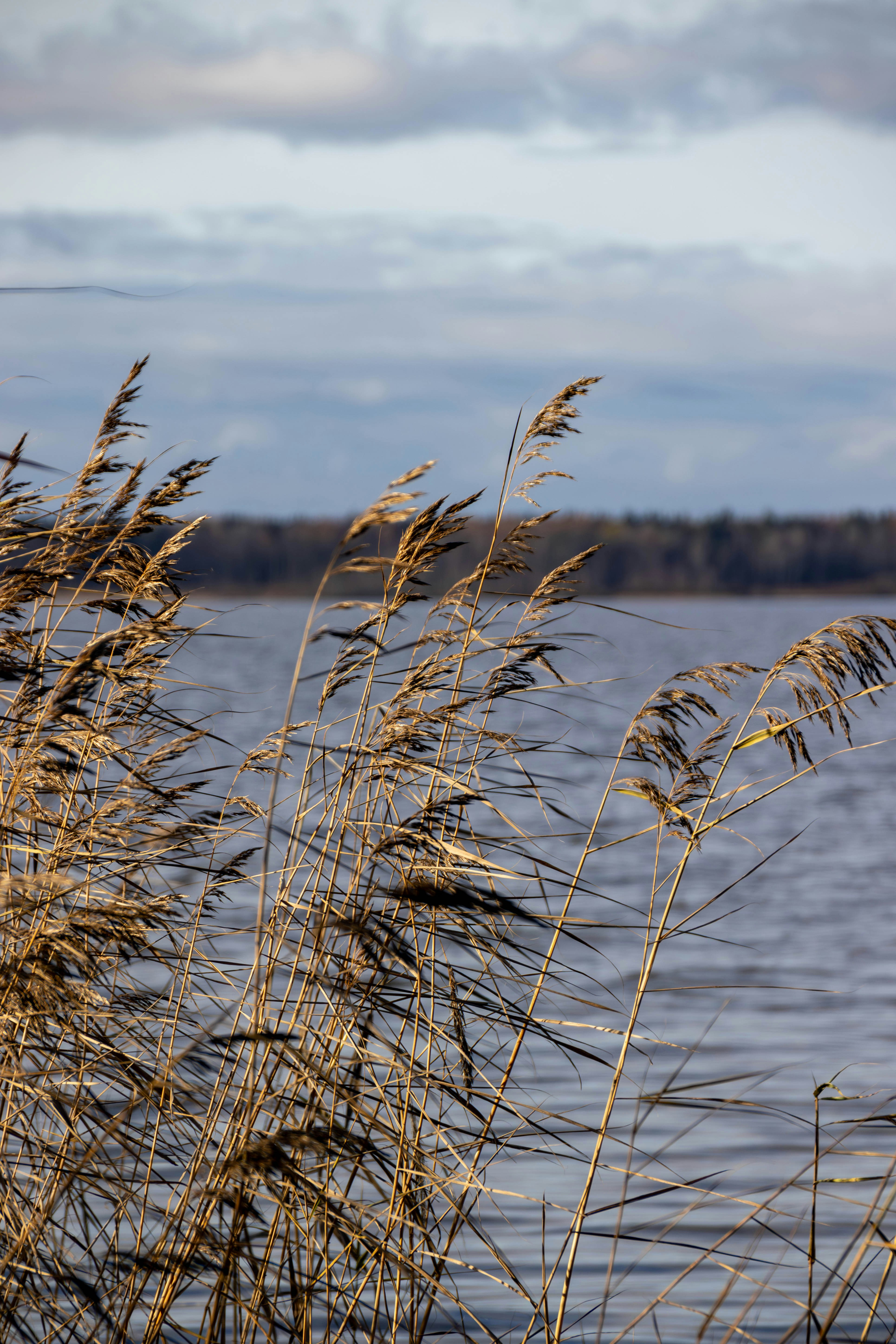 Tall grasses sway gently by the riverside, framed against a serene backdrop of water and distant trees.
