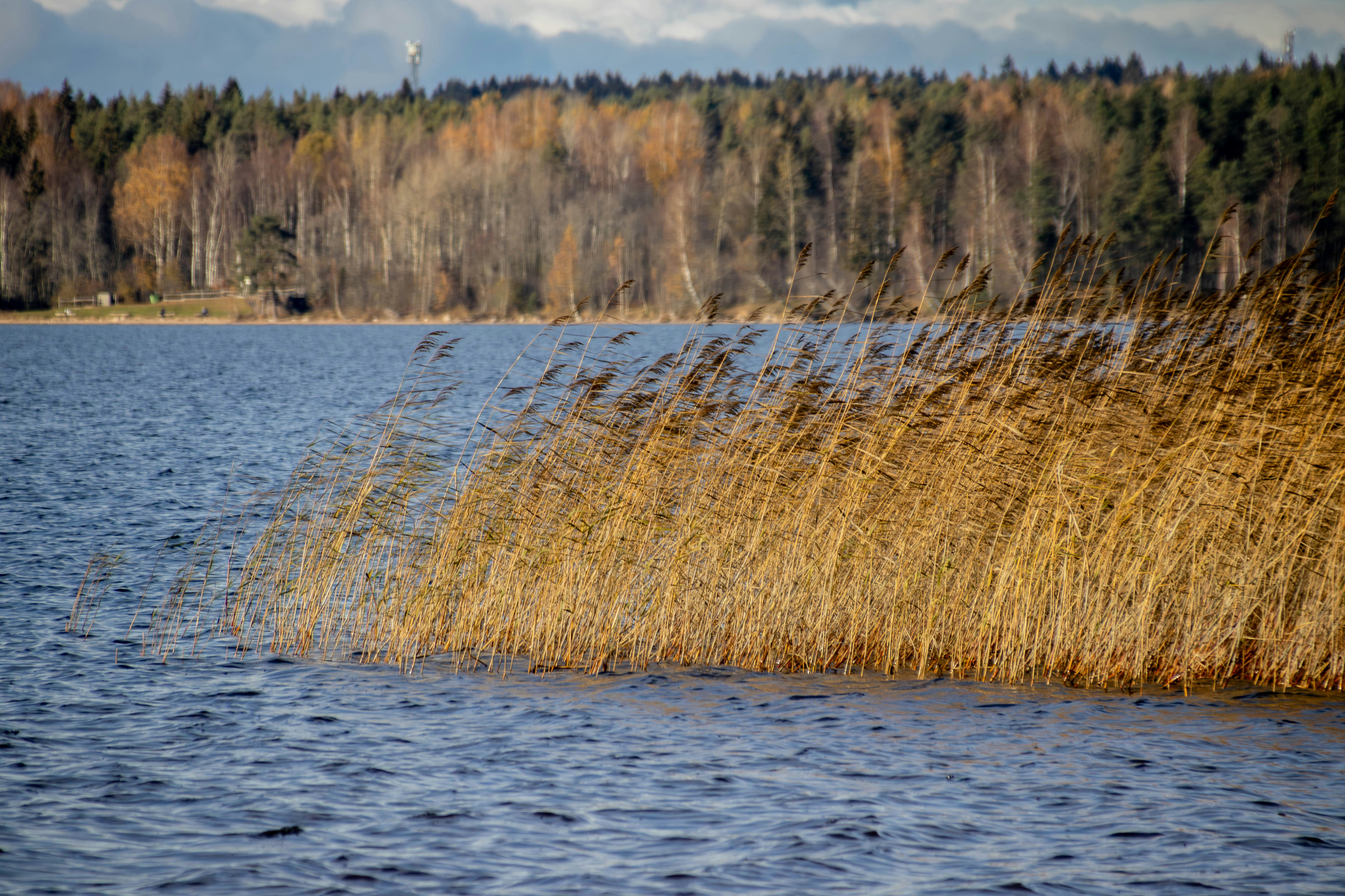 Whispers of the Wind: Reeds by the Water's Edge