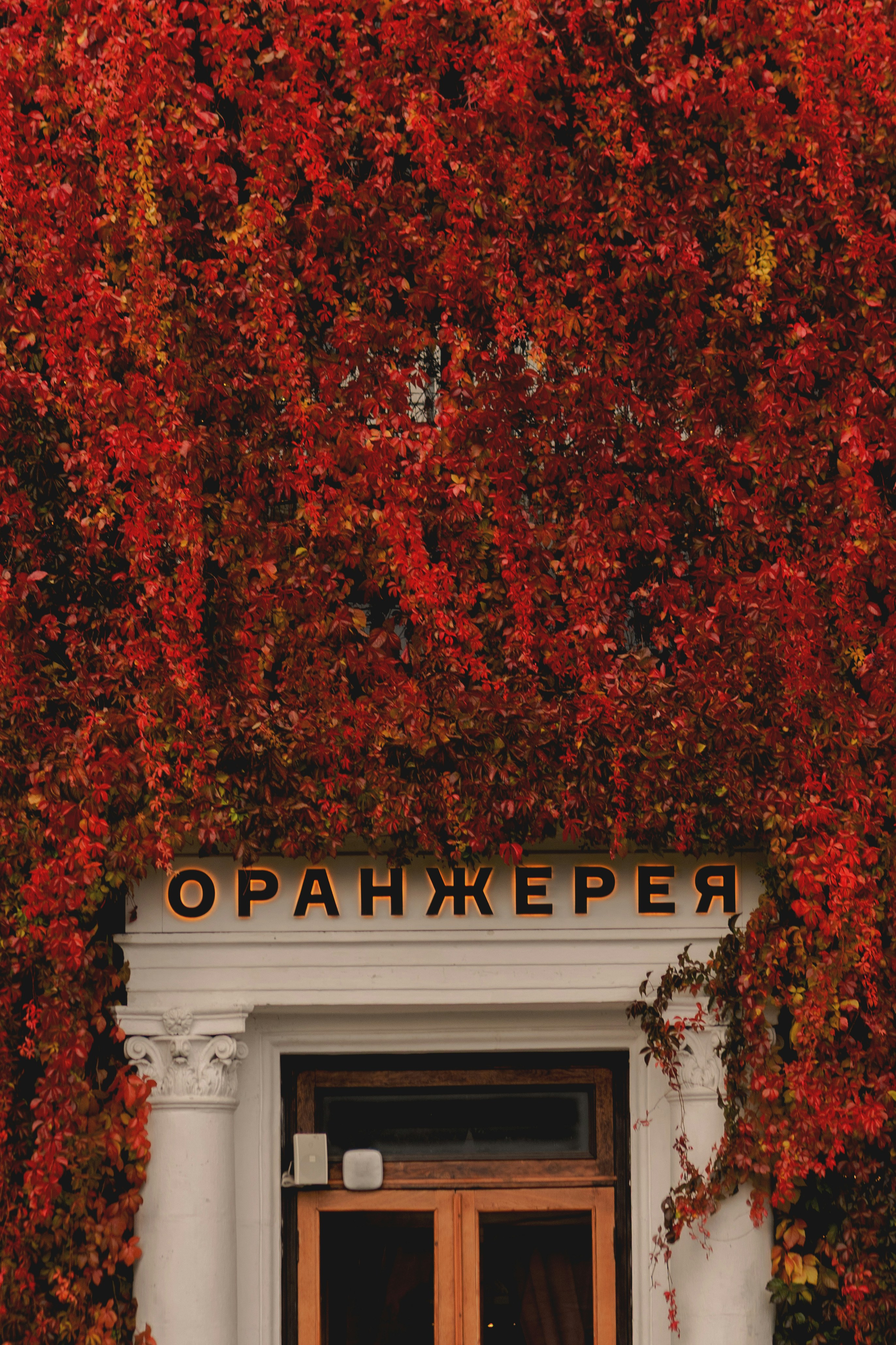 Crimson Canopy: Nature's Embrace on Urban Architecture