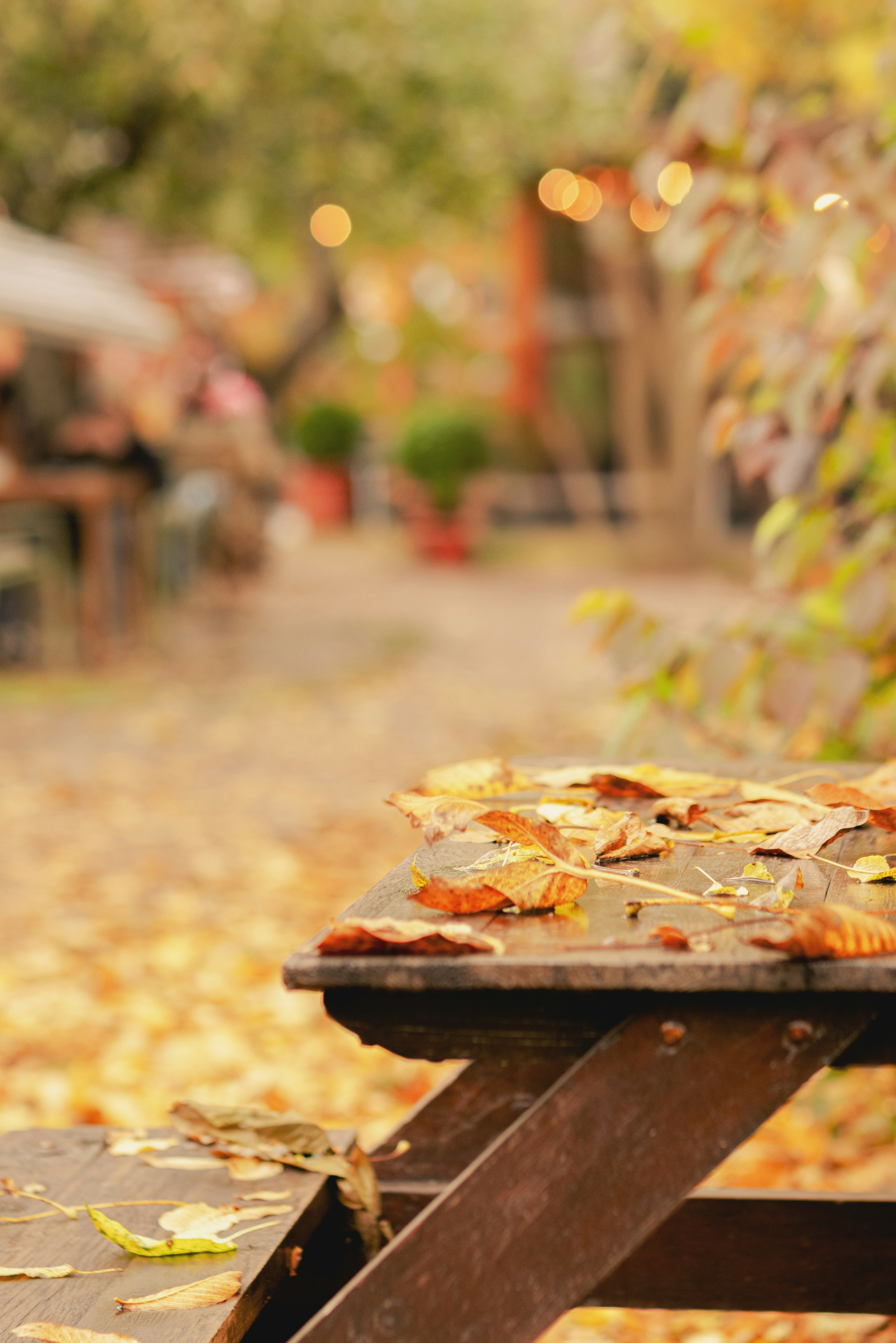 Whispers of Autumn: A Leafy Retreat
