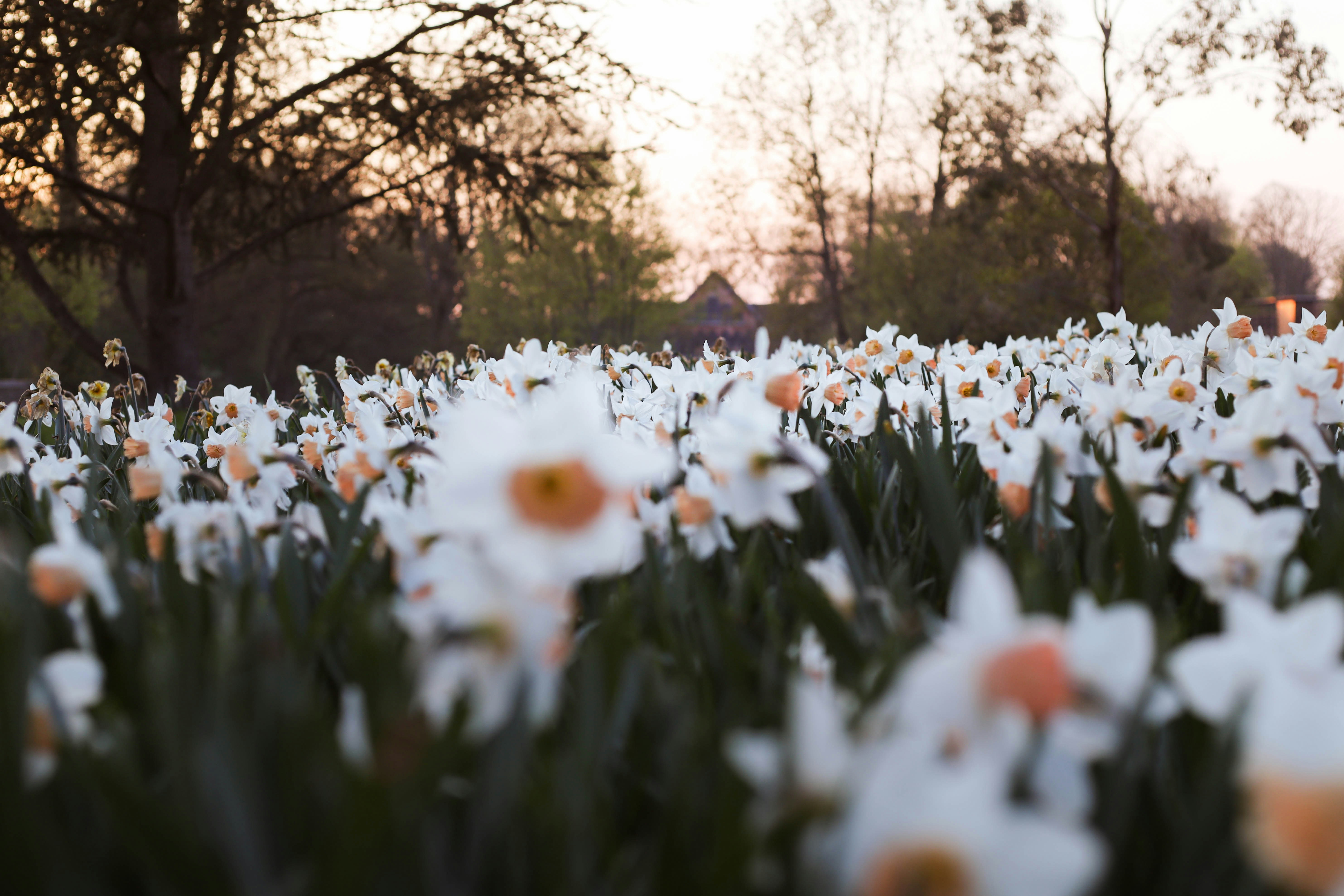 Whispers of Spring: A Daffodil Dreamscape