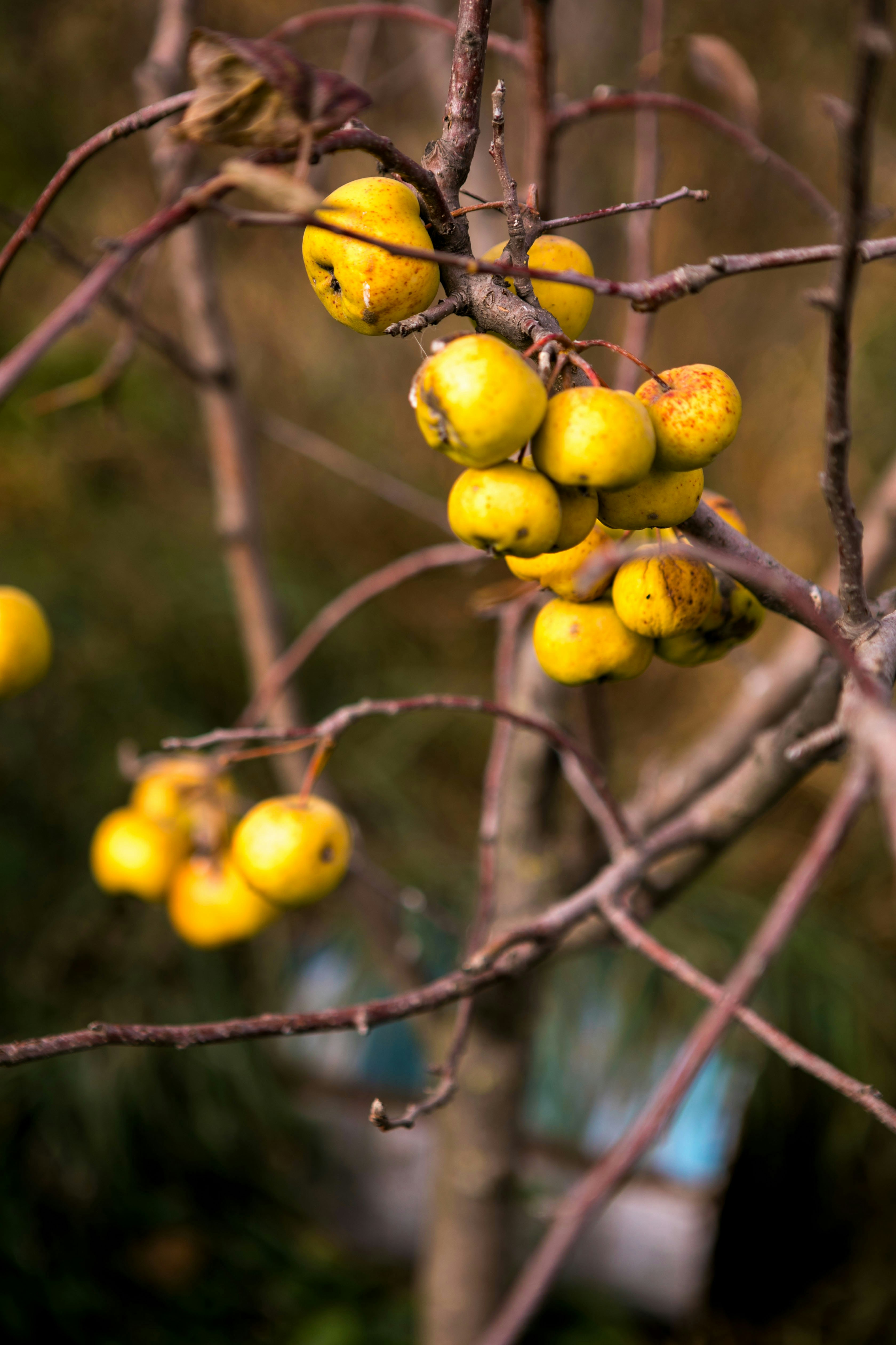 Golden Harvest: Nature's Bounty on a Branch