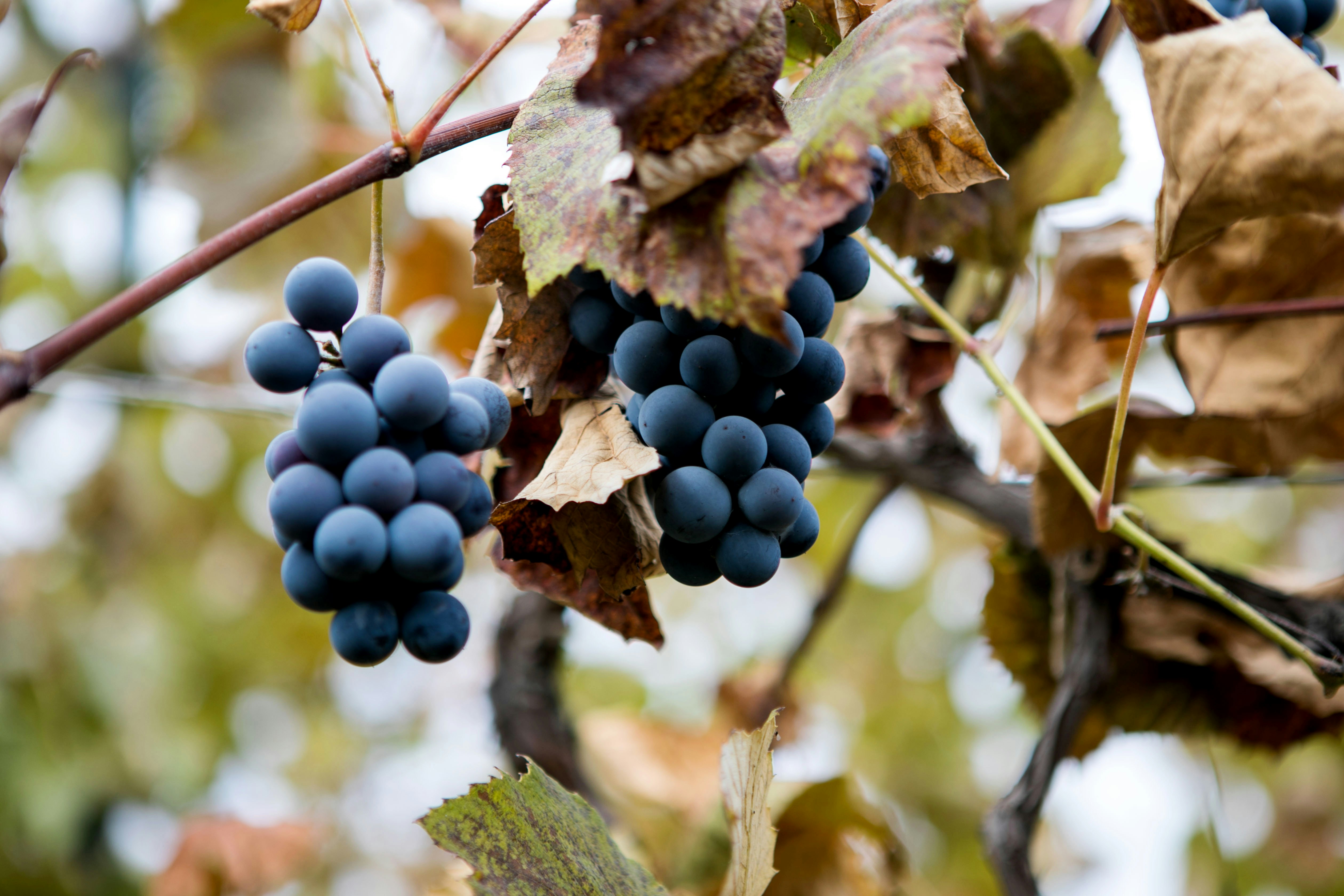 Harvest Hues: The Essence of Grape Clusters