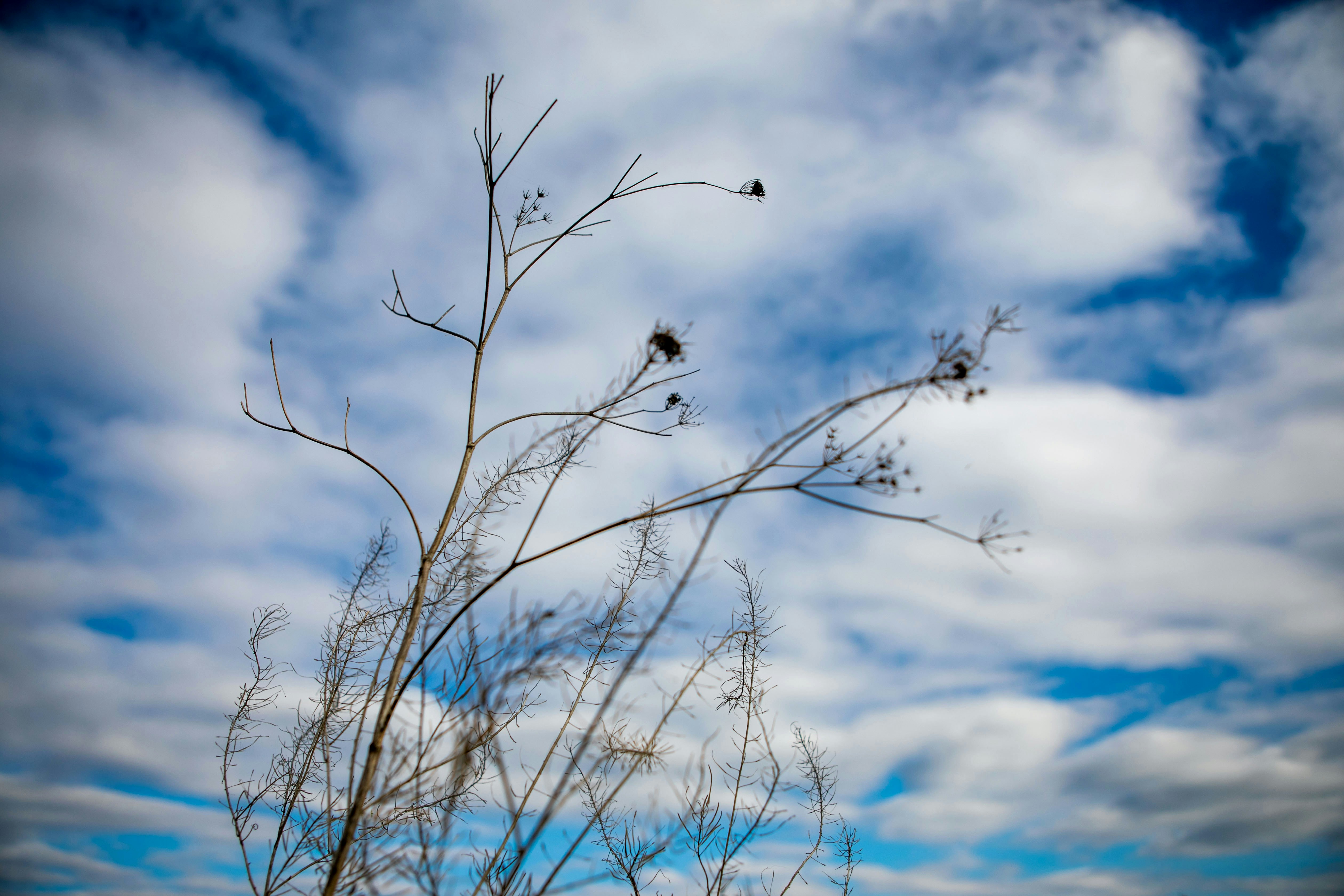 Whispers of the Sky: A Dance of Dried Flora