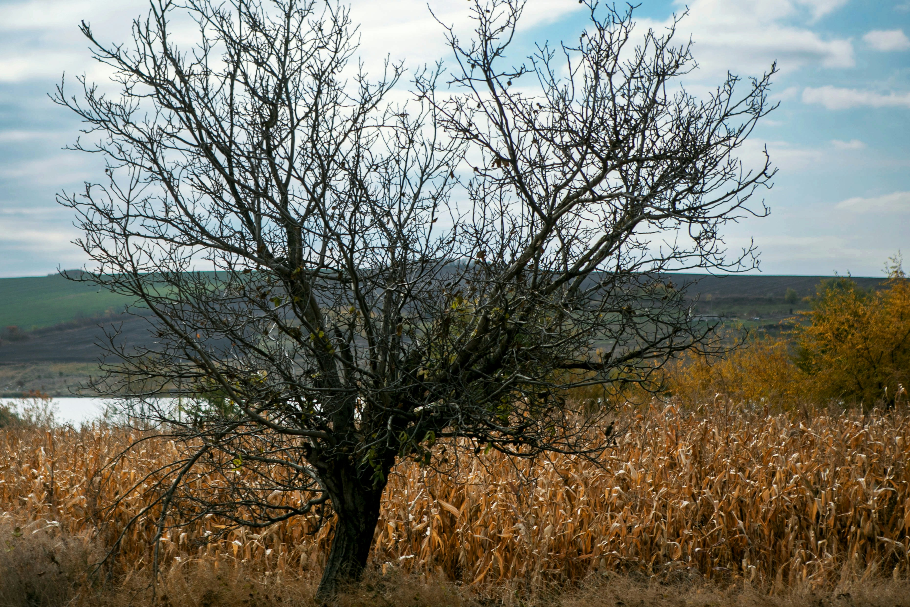 Whispers of Autumn: A Solitary Tree Amidst Golden Fields