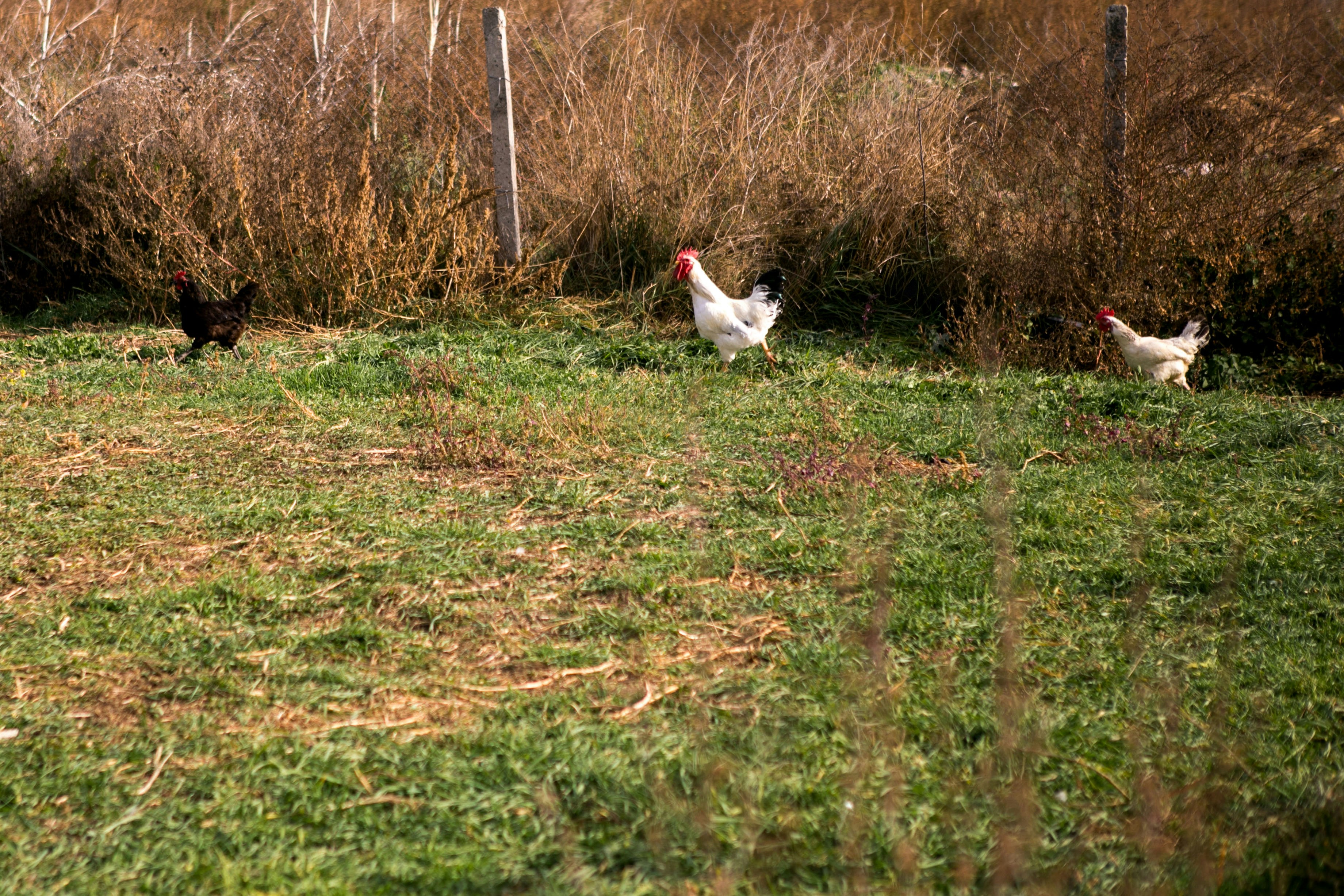 A Day in the Life of Free-Range Fowl