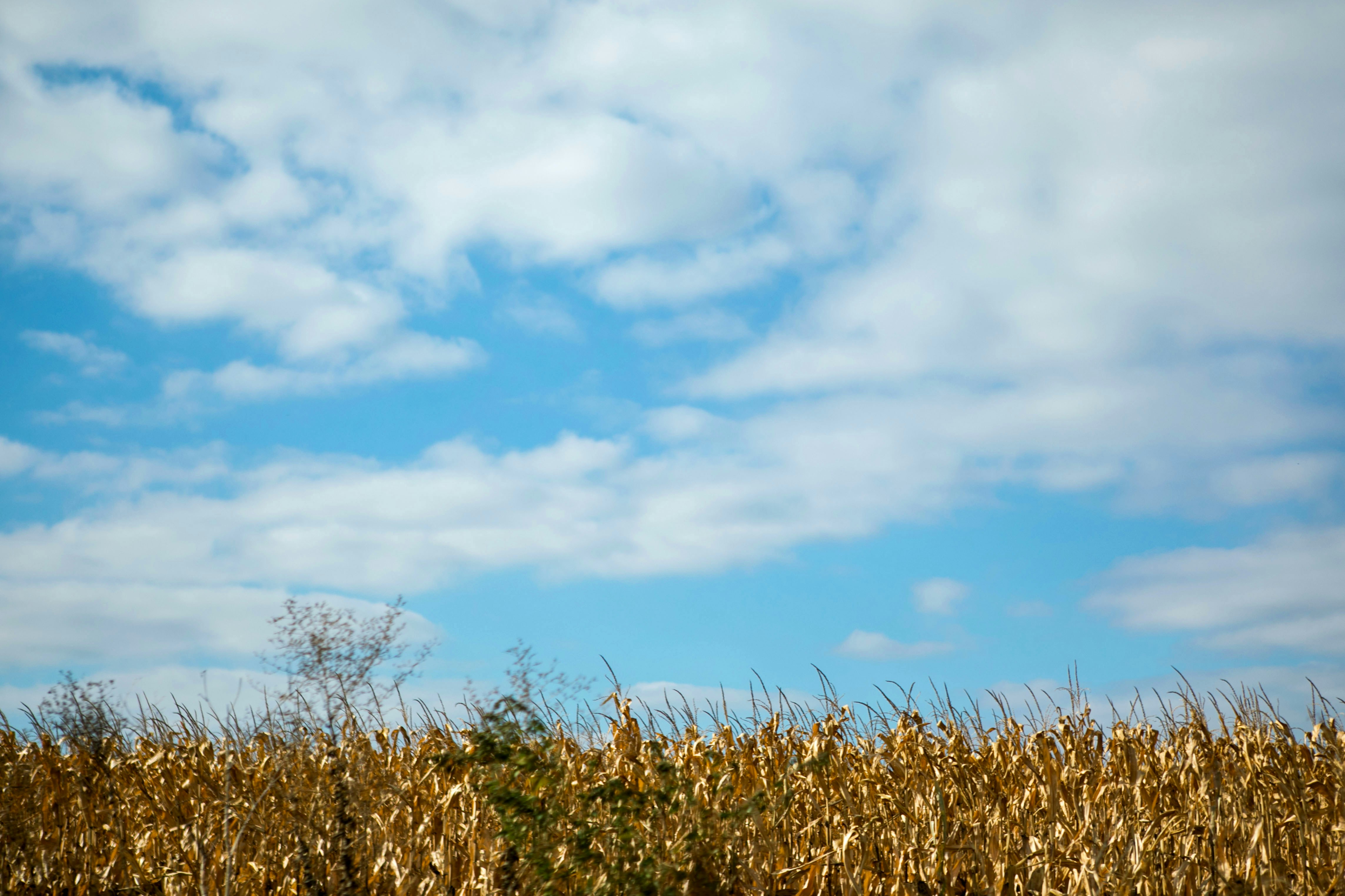 Golden Harvest Under a Vast Sky